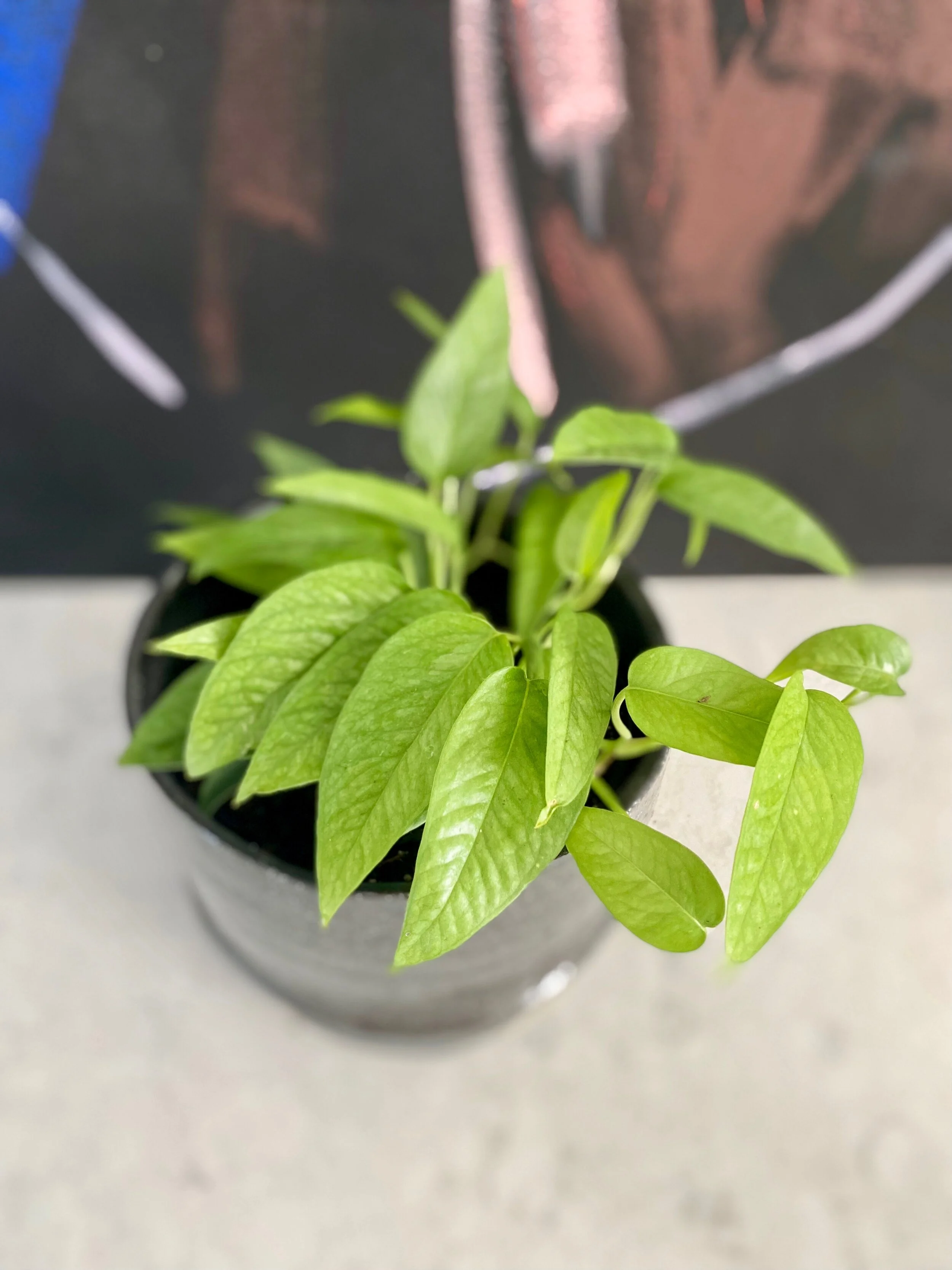 Phlebodium aureum, Blue Star Fern — The Tender Gardener