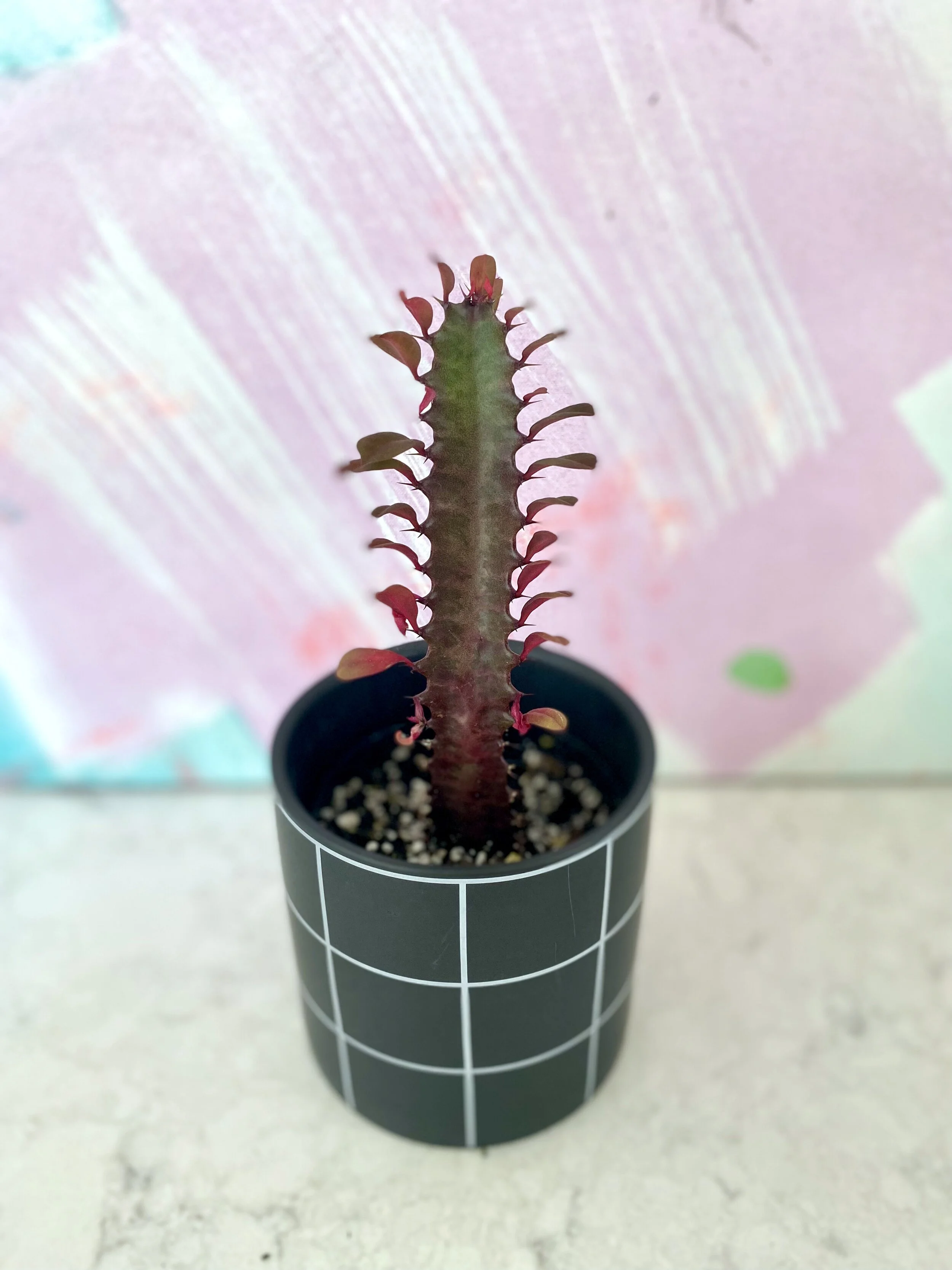 Maranta Red, Prayer Plant — The Tender Gardener