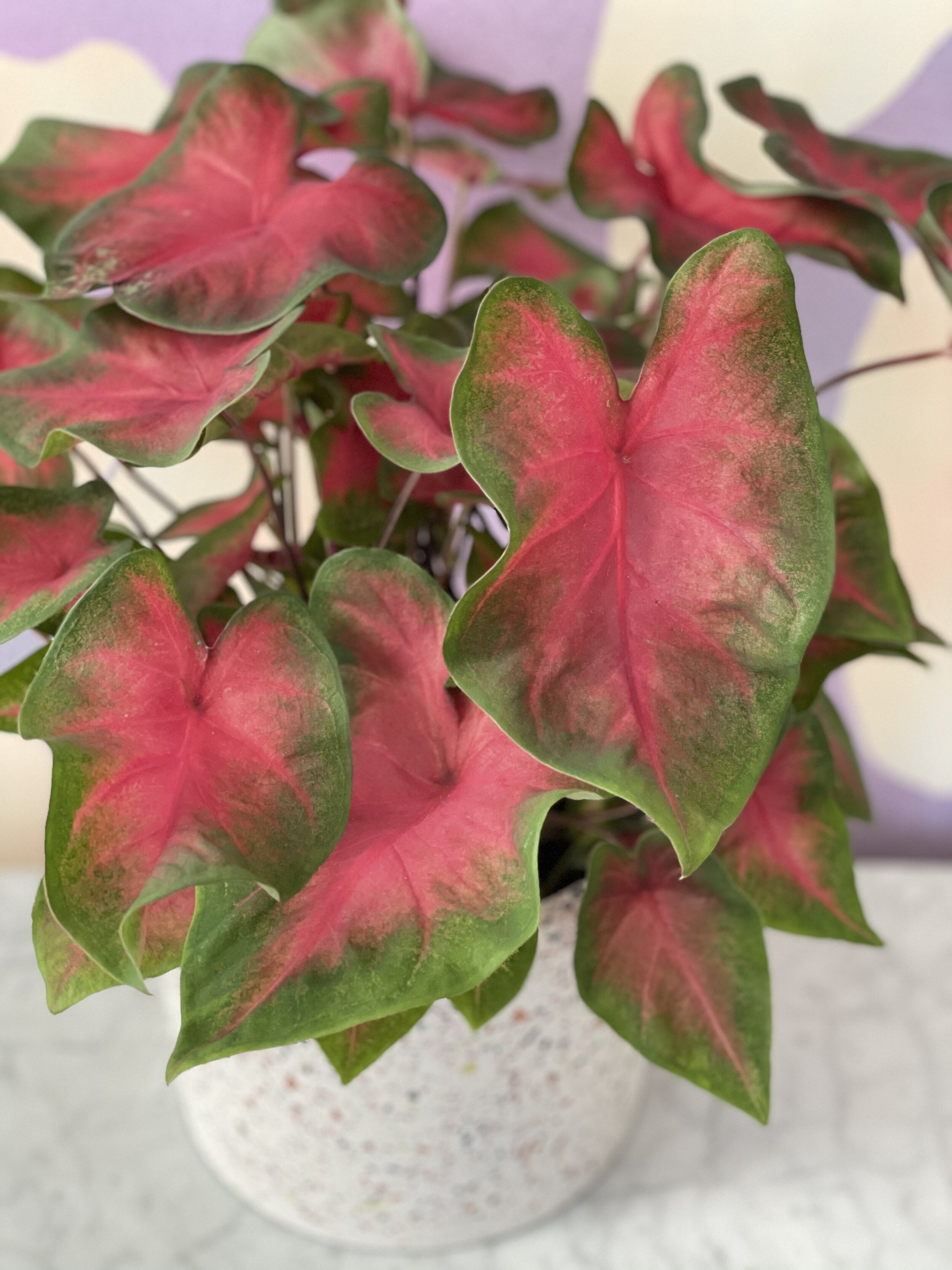 Calathea Lancifolia, Rattlesnake Plant — The Tender Gardener
