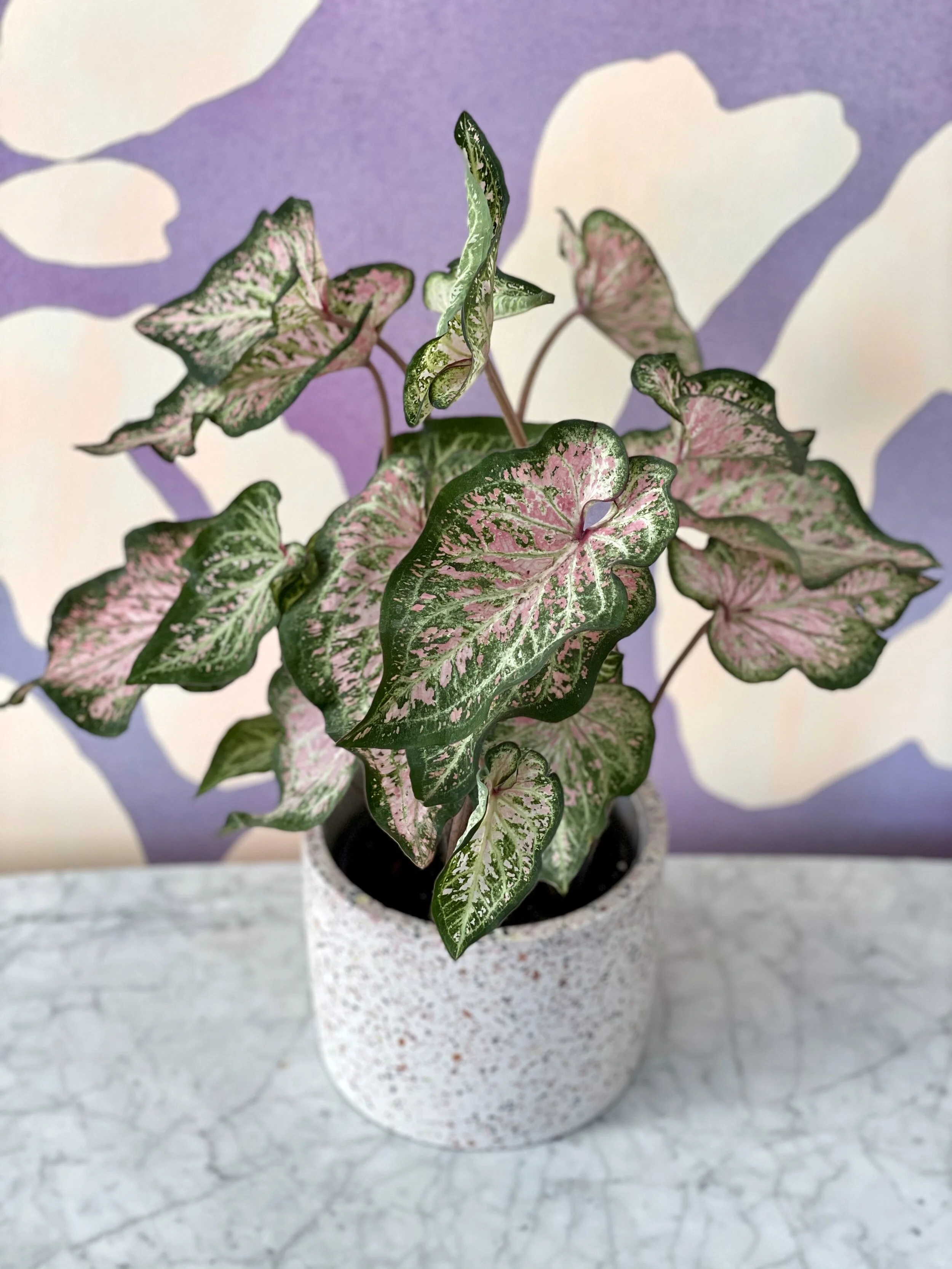 Maranta Red, Prayer Plant — The Tender Gardener