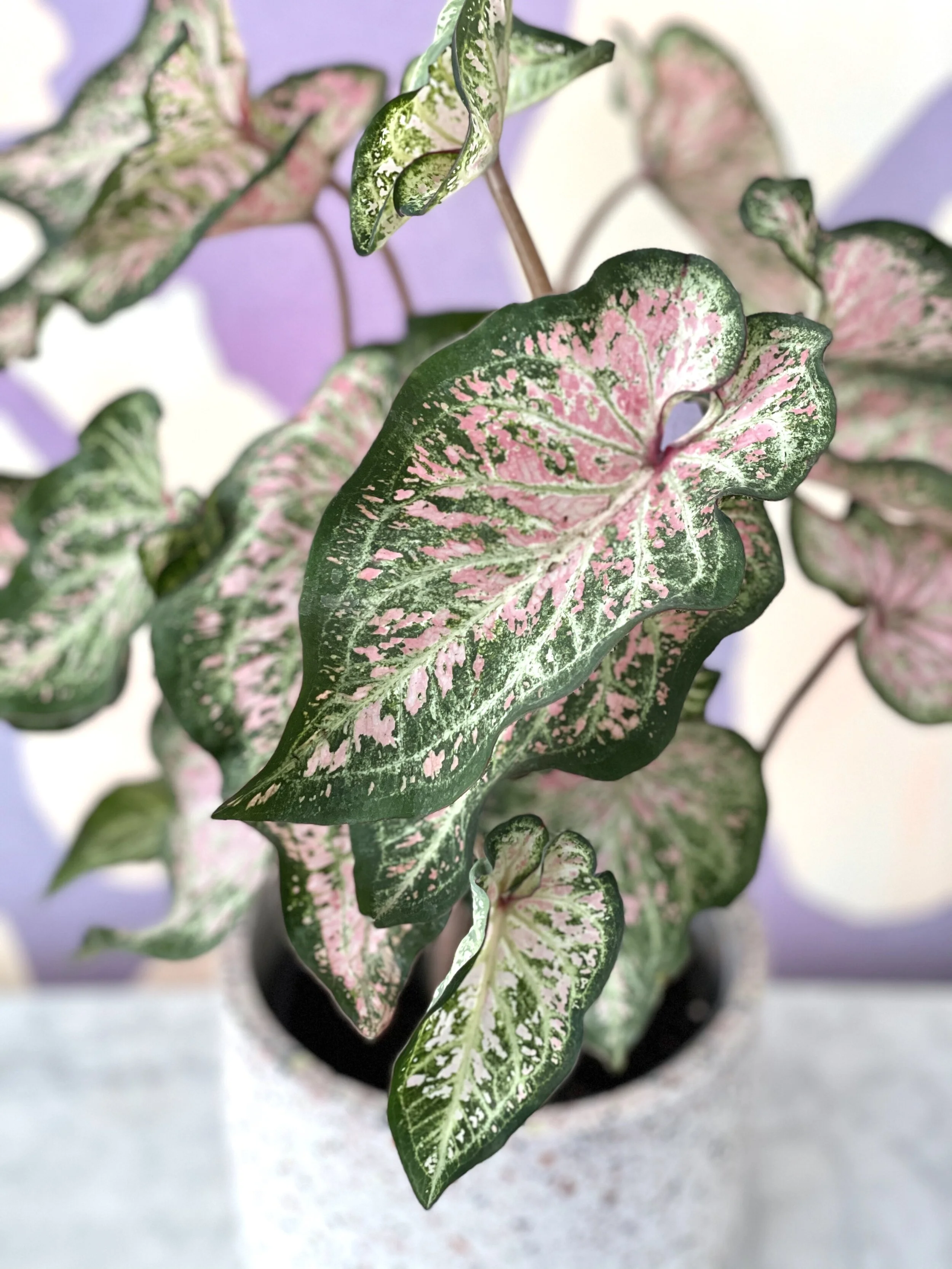 Maranta Red, Prayer Plant — The Tender Gardener