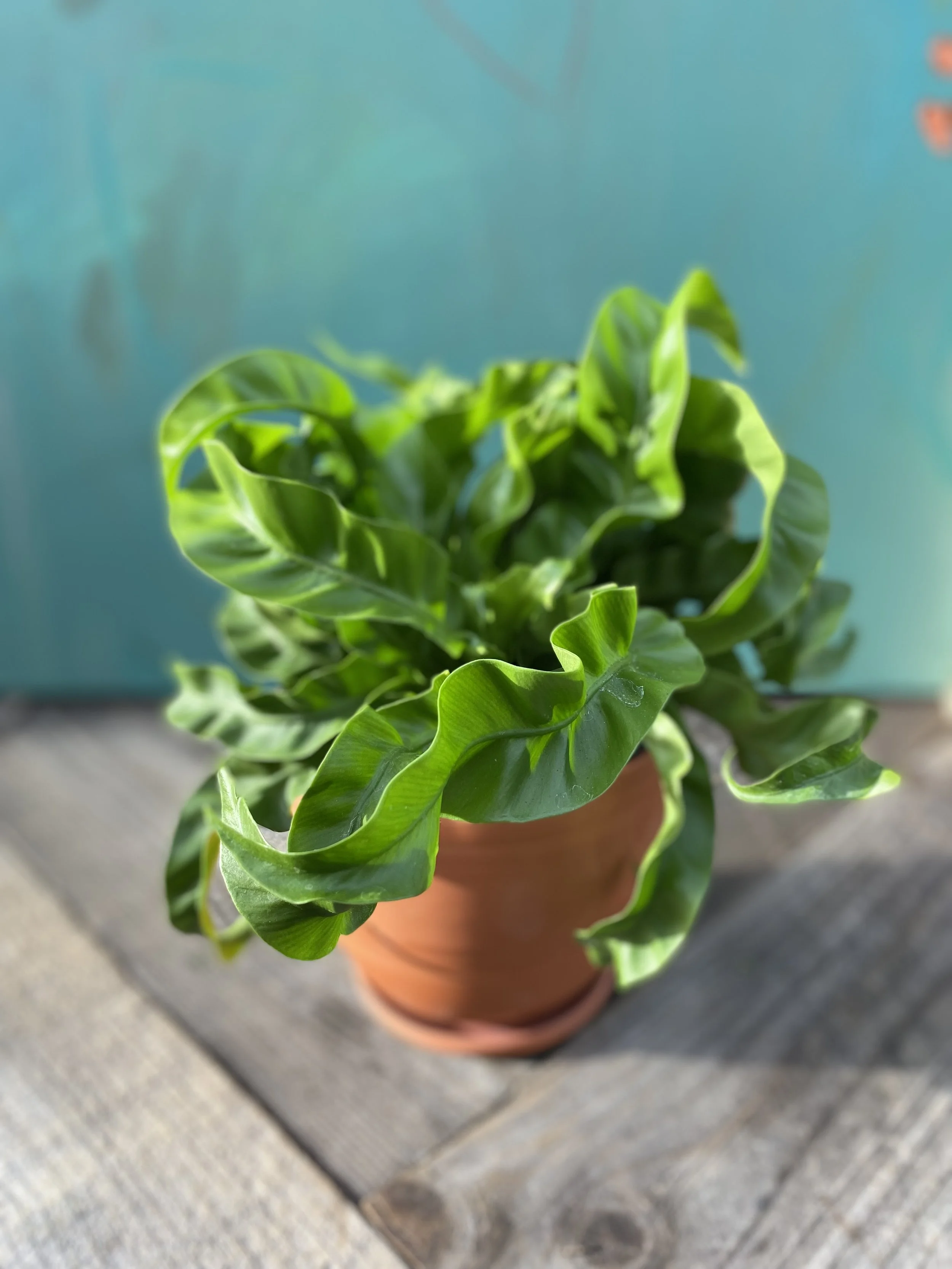 Bird's Nest Hurricane Fern — The Tender Gardener