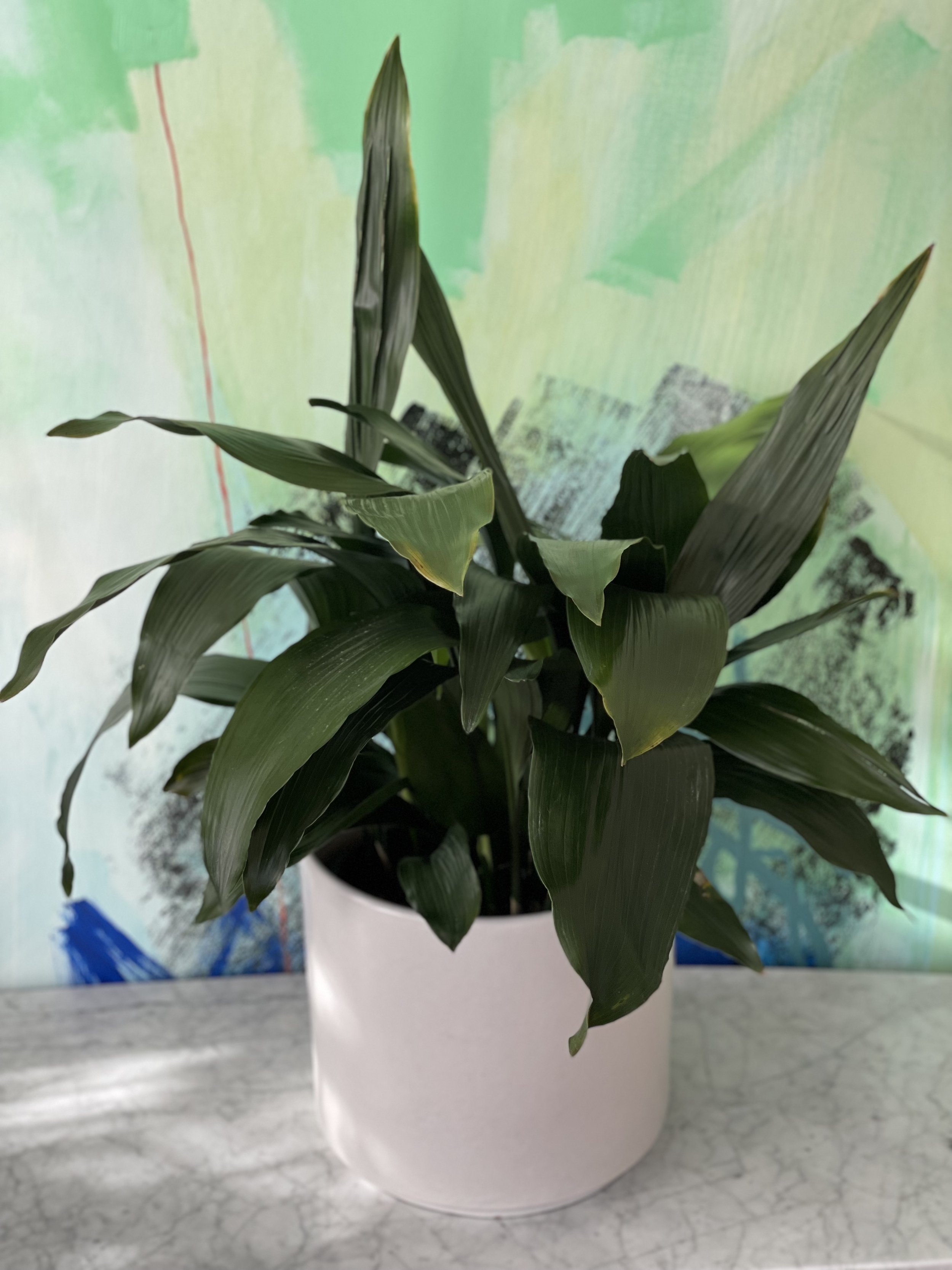 Curio Rowleyanus, String of Pearls — The Tender Gardener