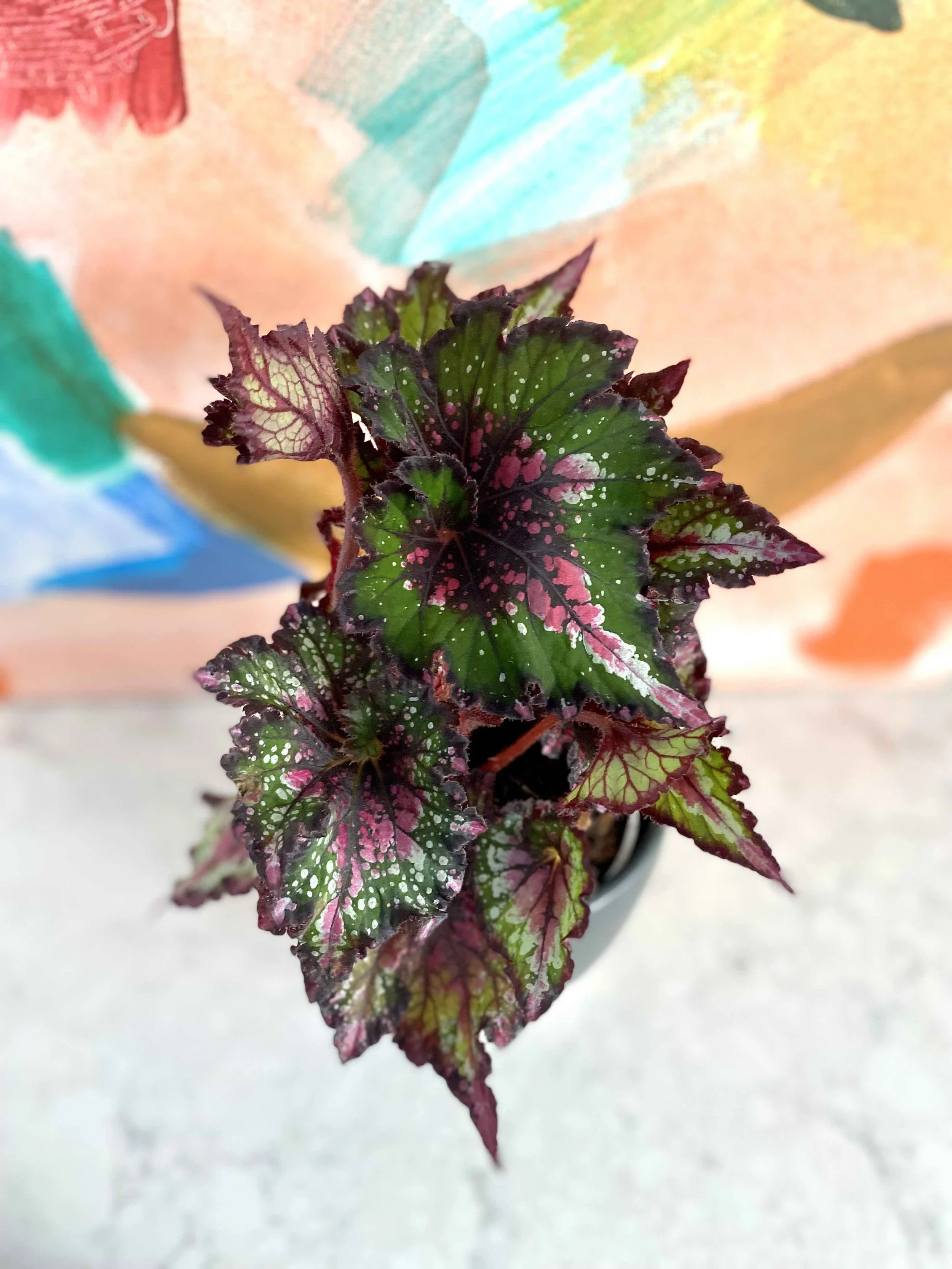 Maranta Red, Prayer Plant — The Tender Gardener