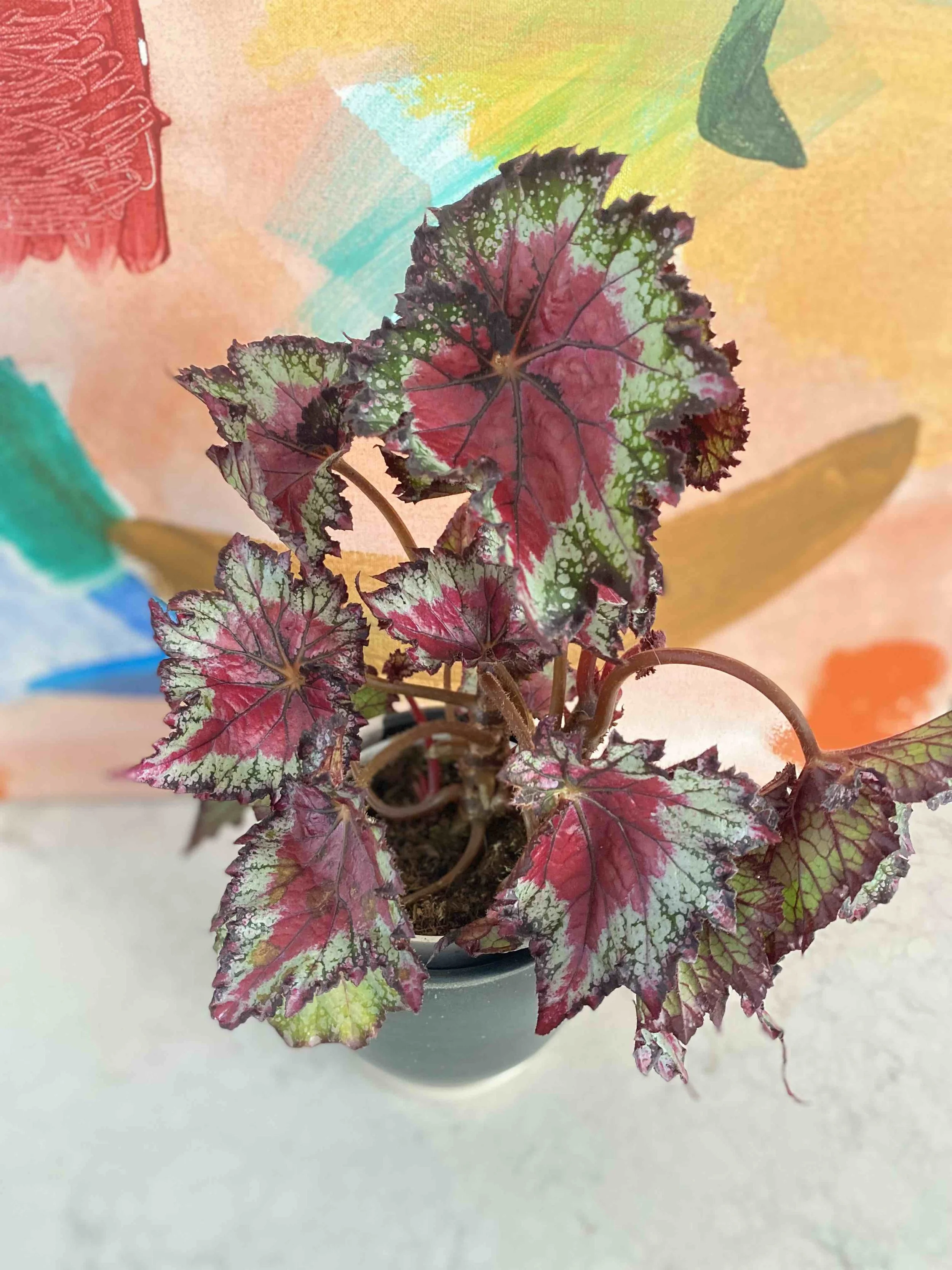 Maranta Red, Prayer Plant — The Tender Gardener