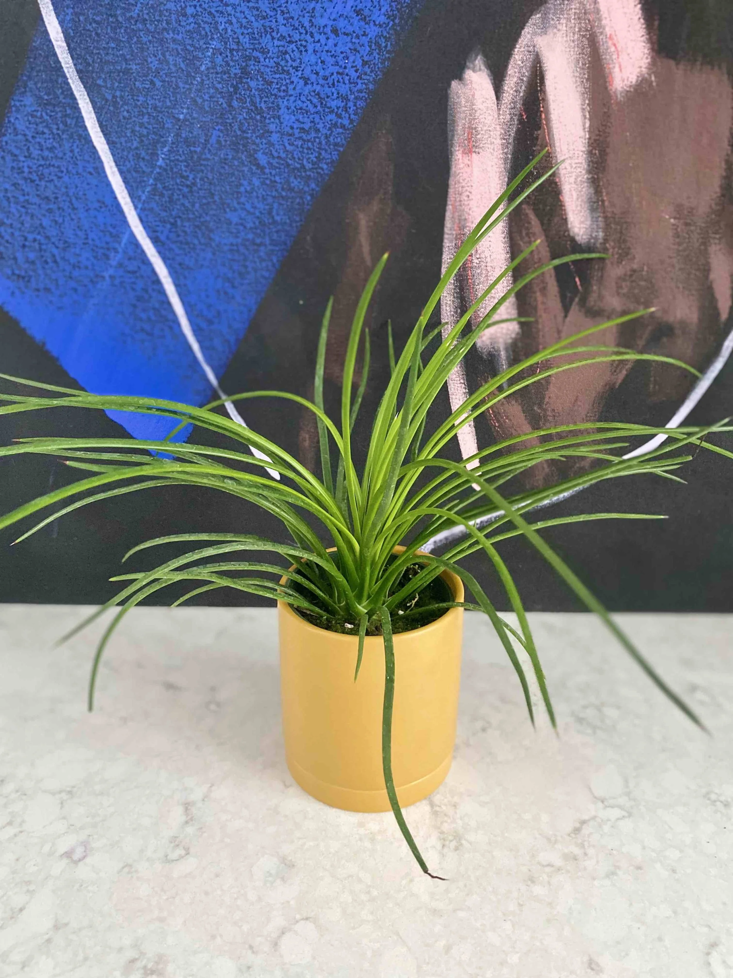 Calathea Lancifolia, Rattlesnake Plant — The Tender Gardener