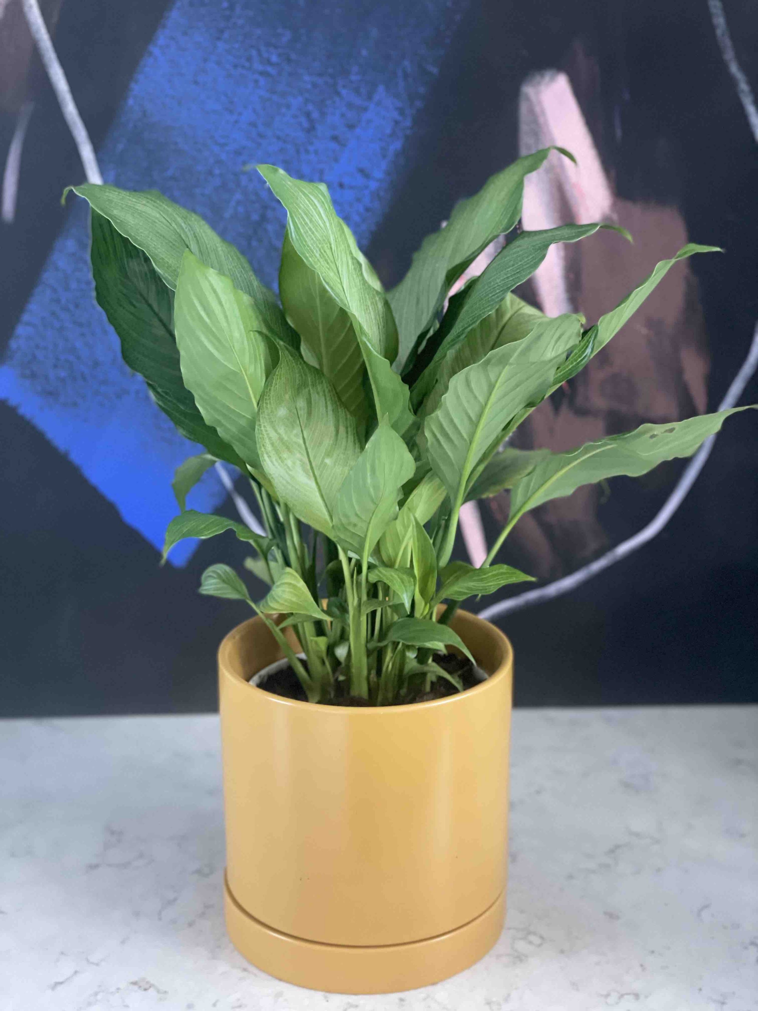 Peperomia Hope — The Tender Gardener