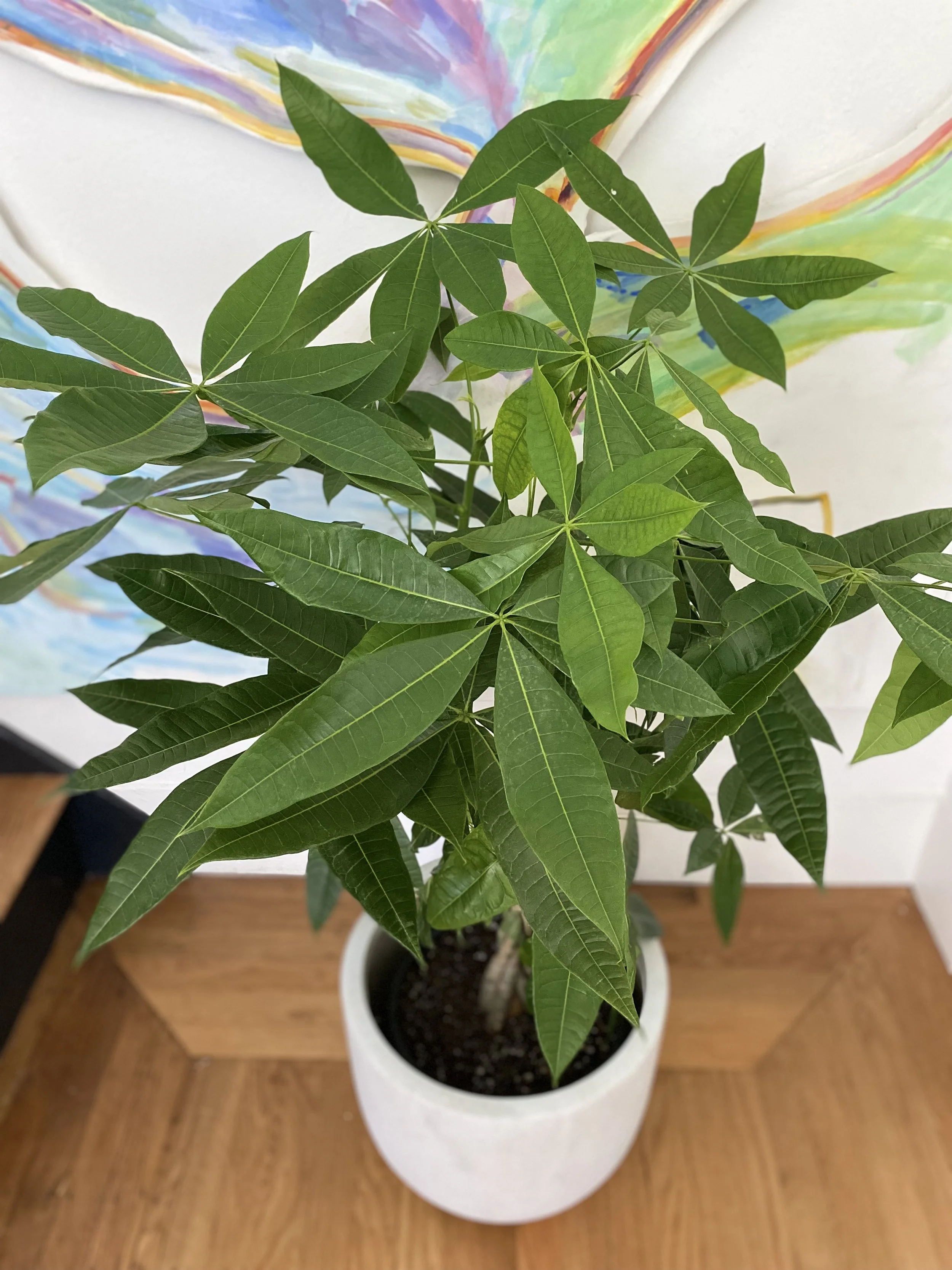 Maranta Red, Prayer Plant — The Tender Gardener