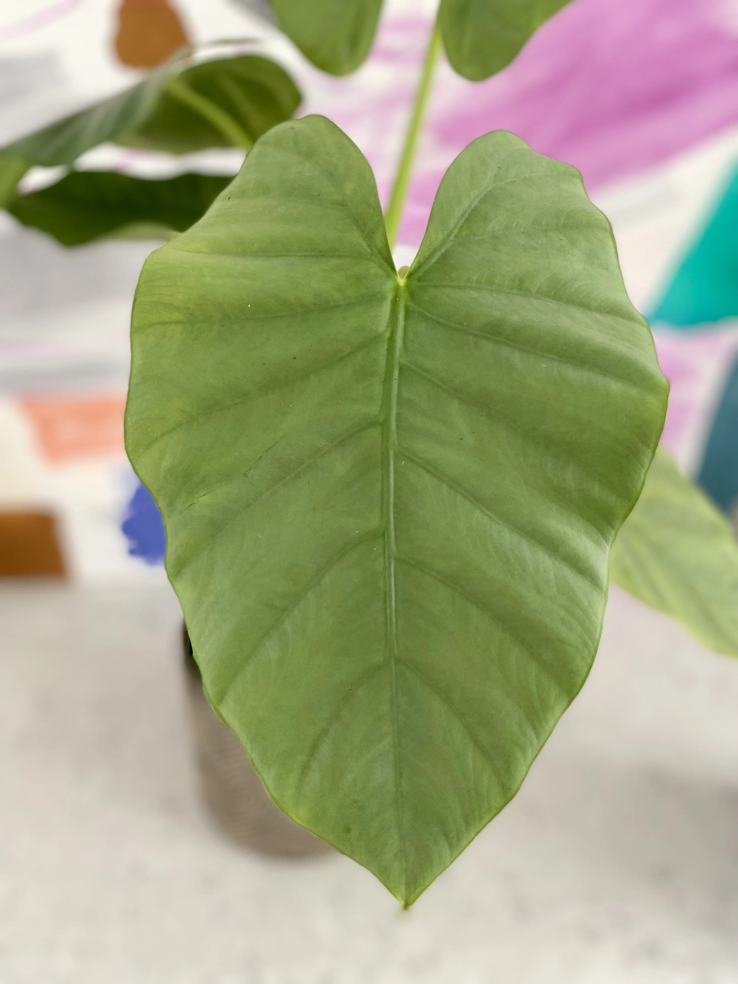 Maranta Lemon-Lime — The Tender Gardener