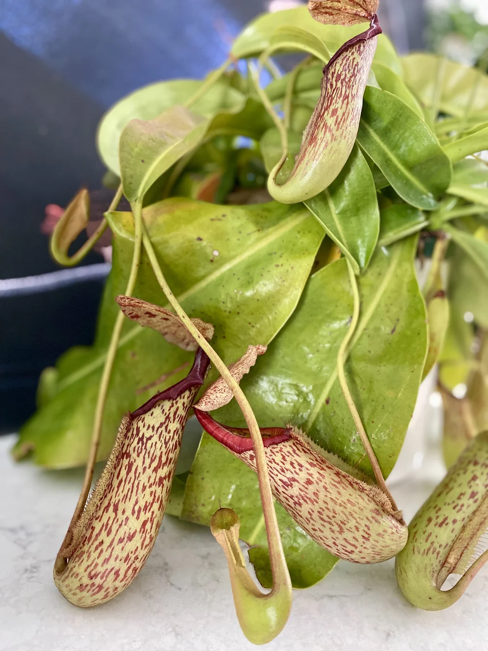 Pitcher Plant