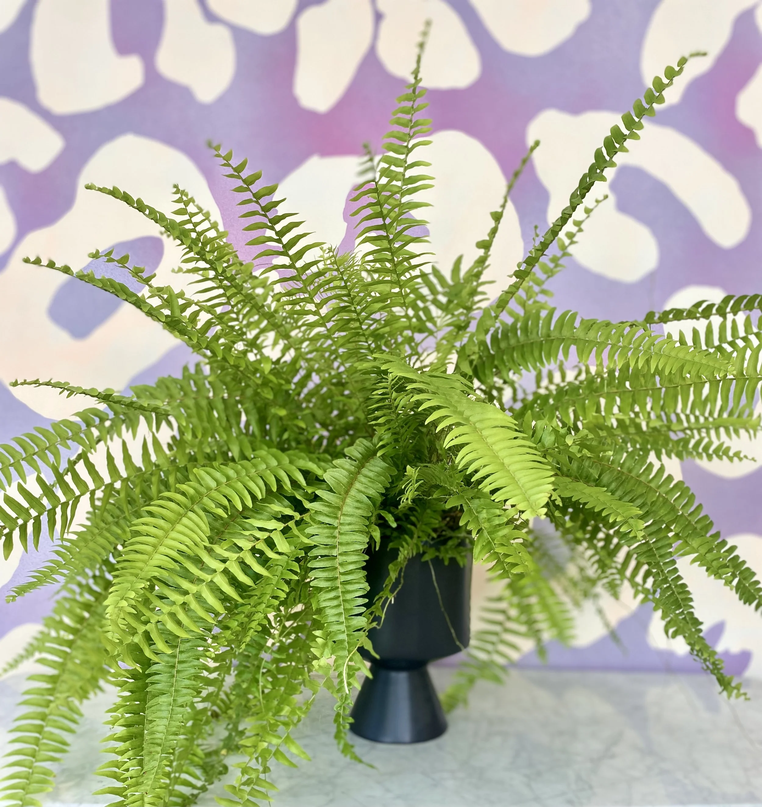 Maranta Lemon-Lime — The Tender Gardener