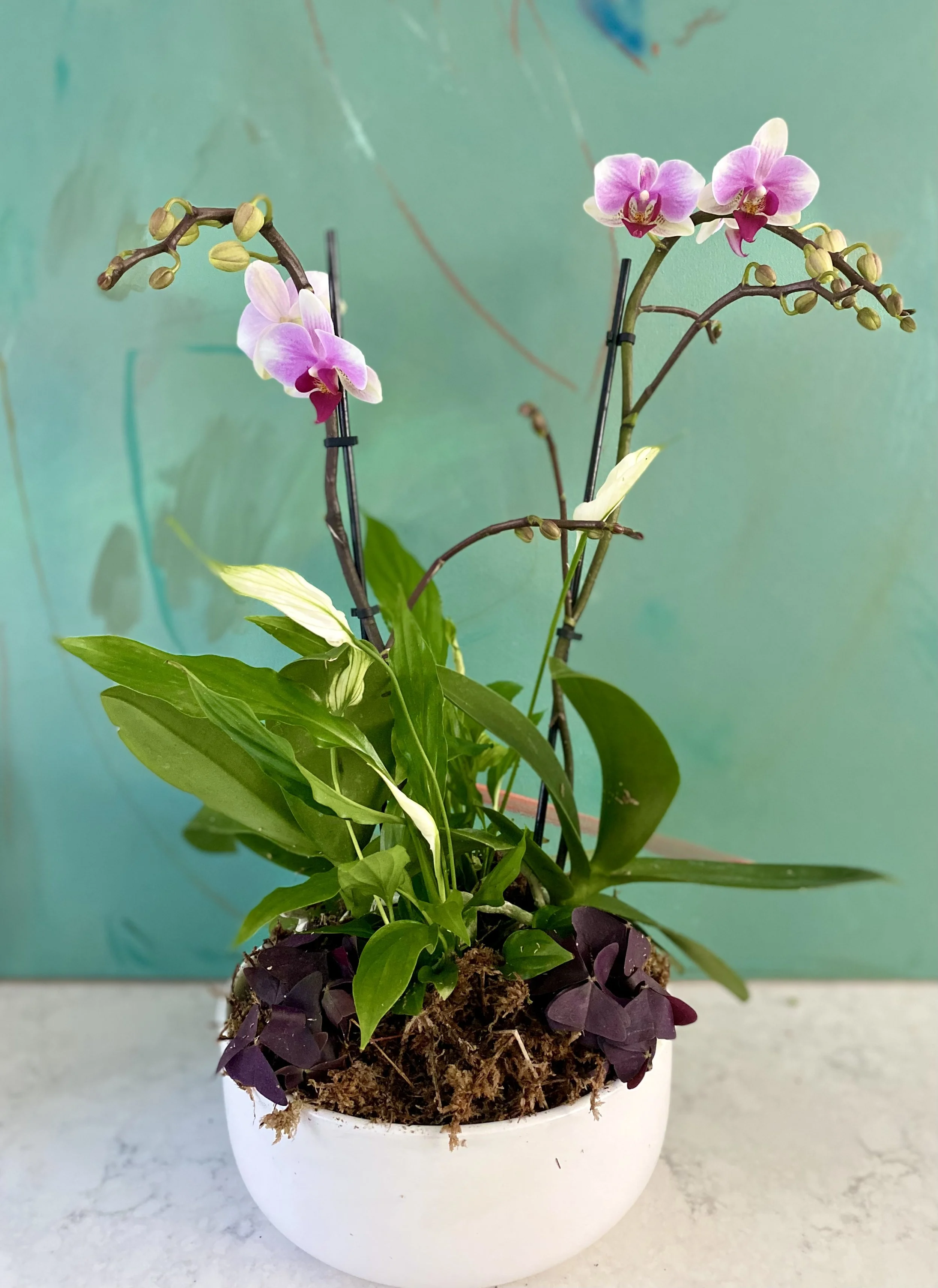 Maranta Red, Prayer Plant — The Tender Gardener