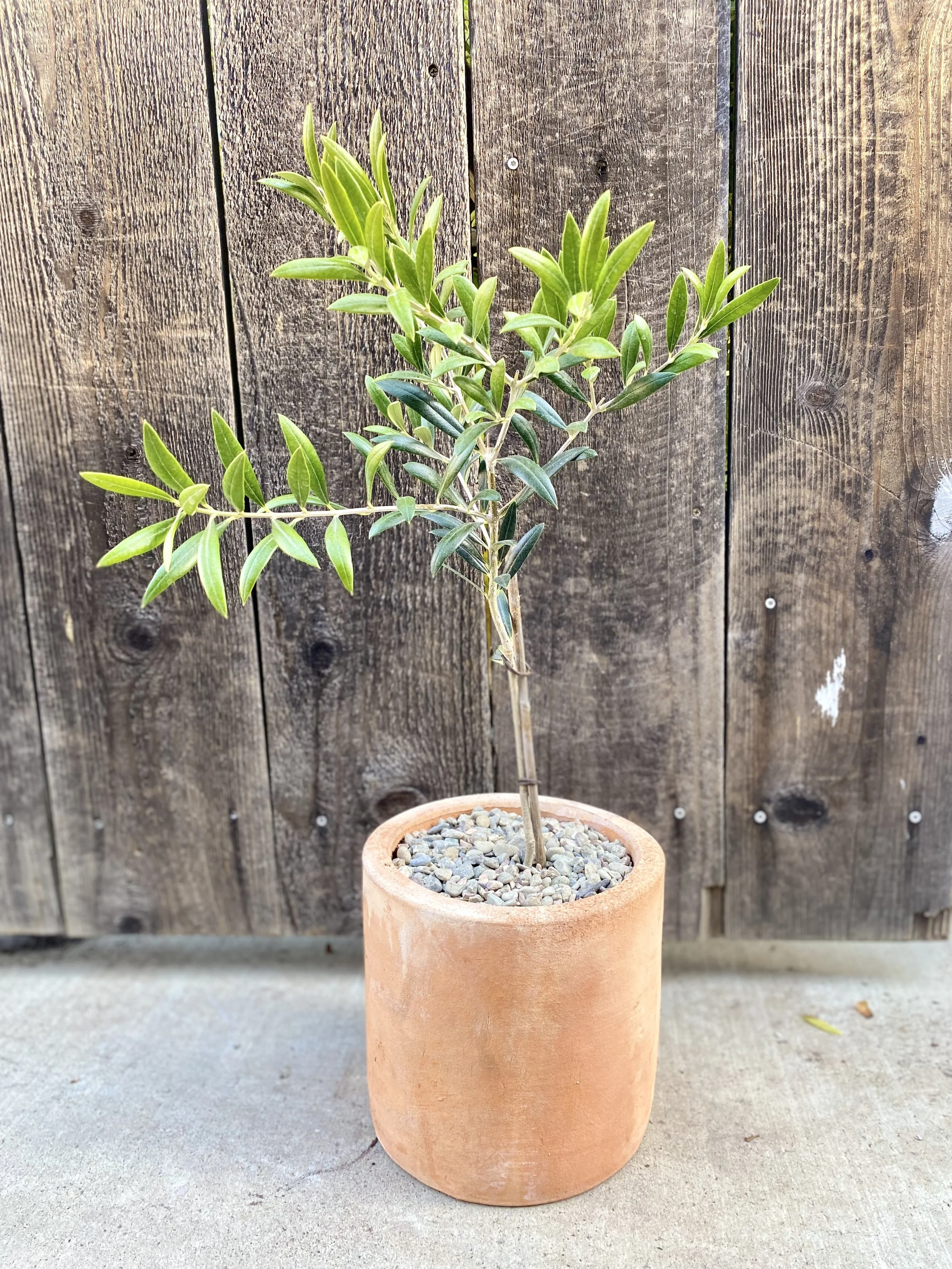 Classic Olive Tree — The Tender Gardener