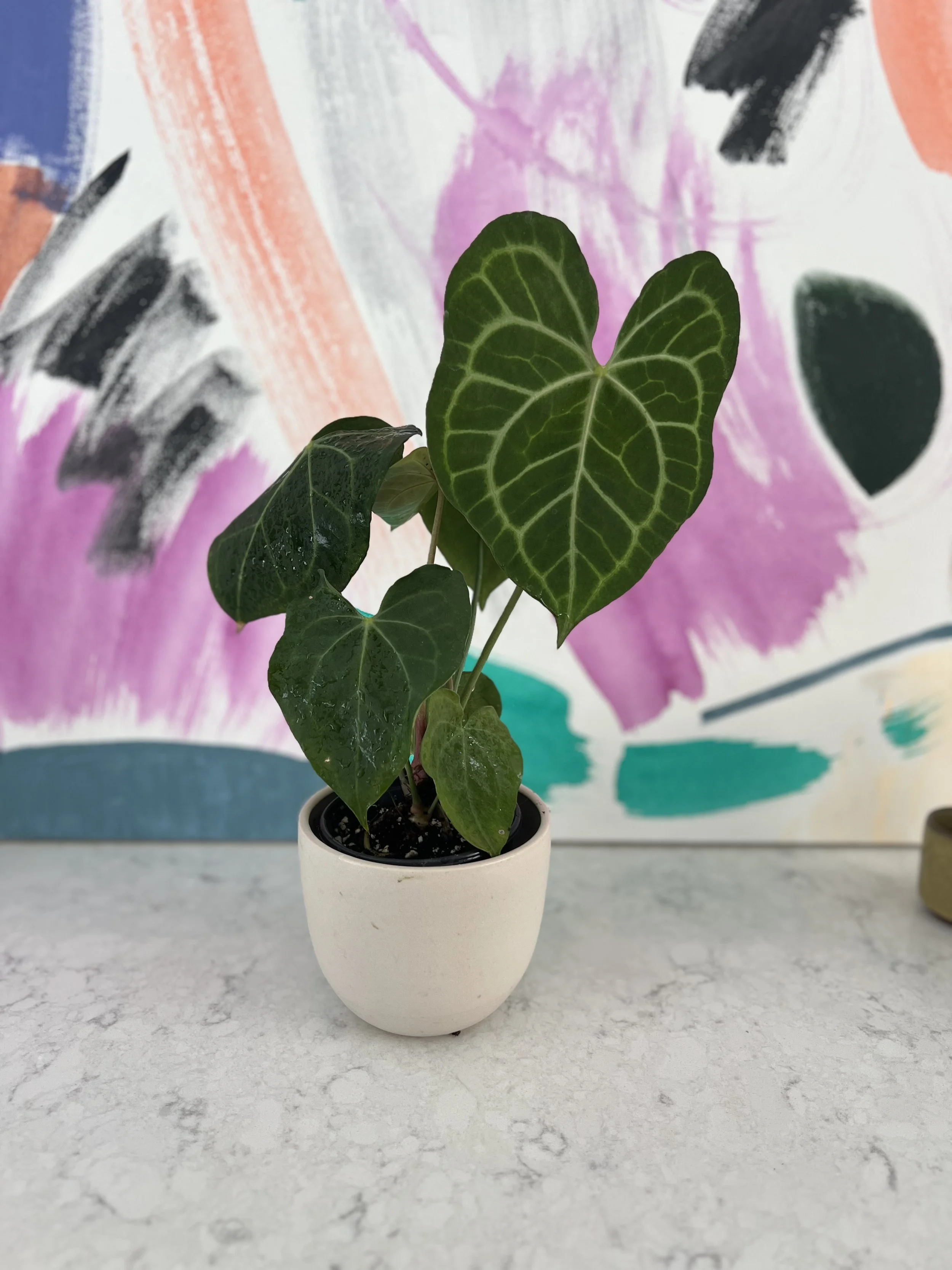 Maranta Red, Prayer Plant — The Tender Gardener