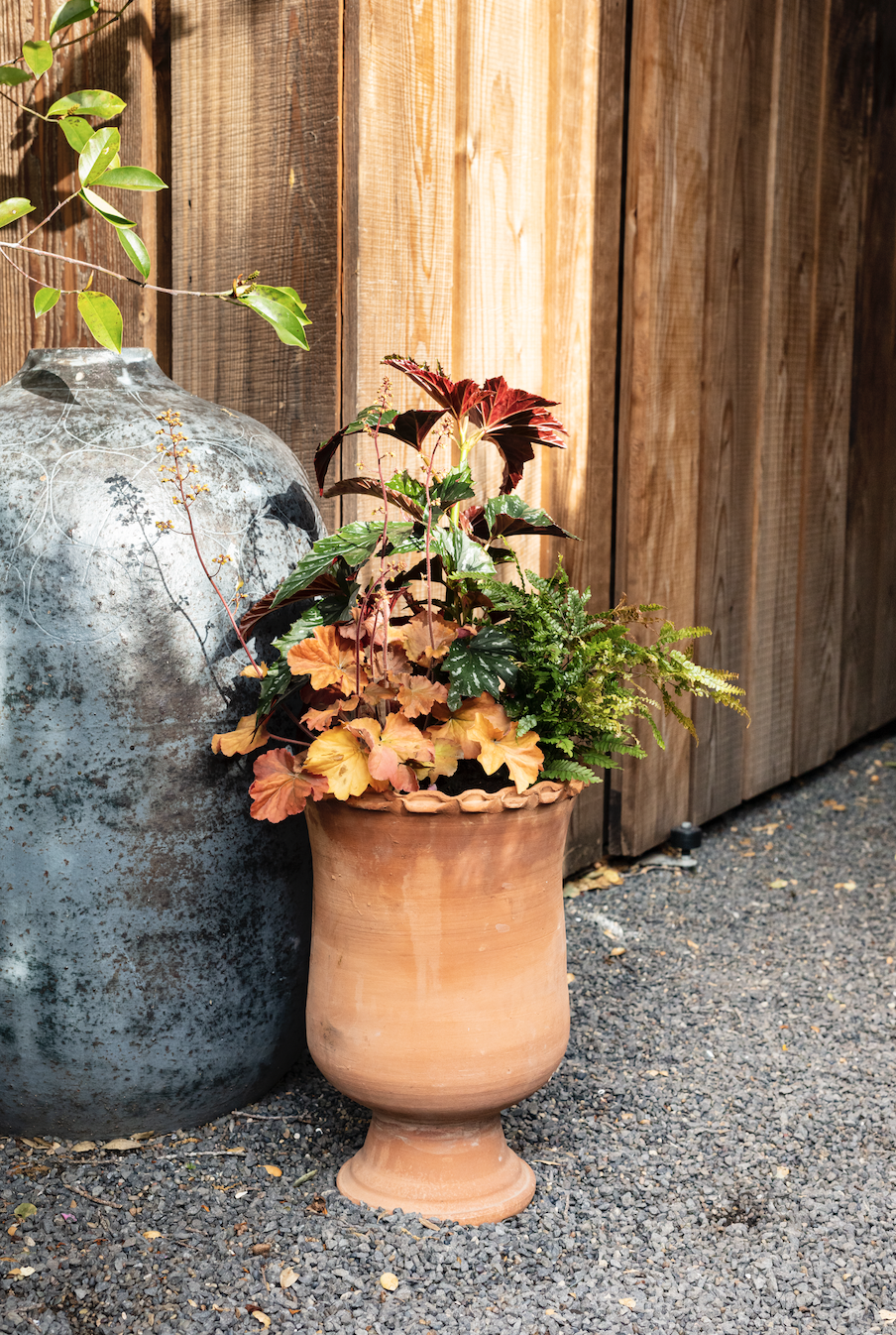Peperomia Hope — The Tender Gardener