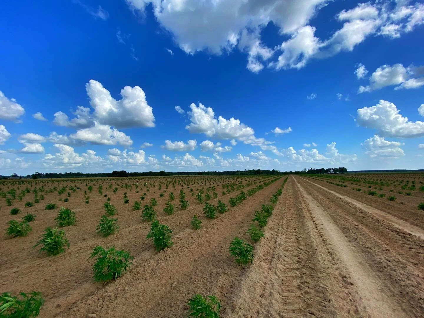 Hemp Flower and CBD Wholesale Alabama| Samson Extracts