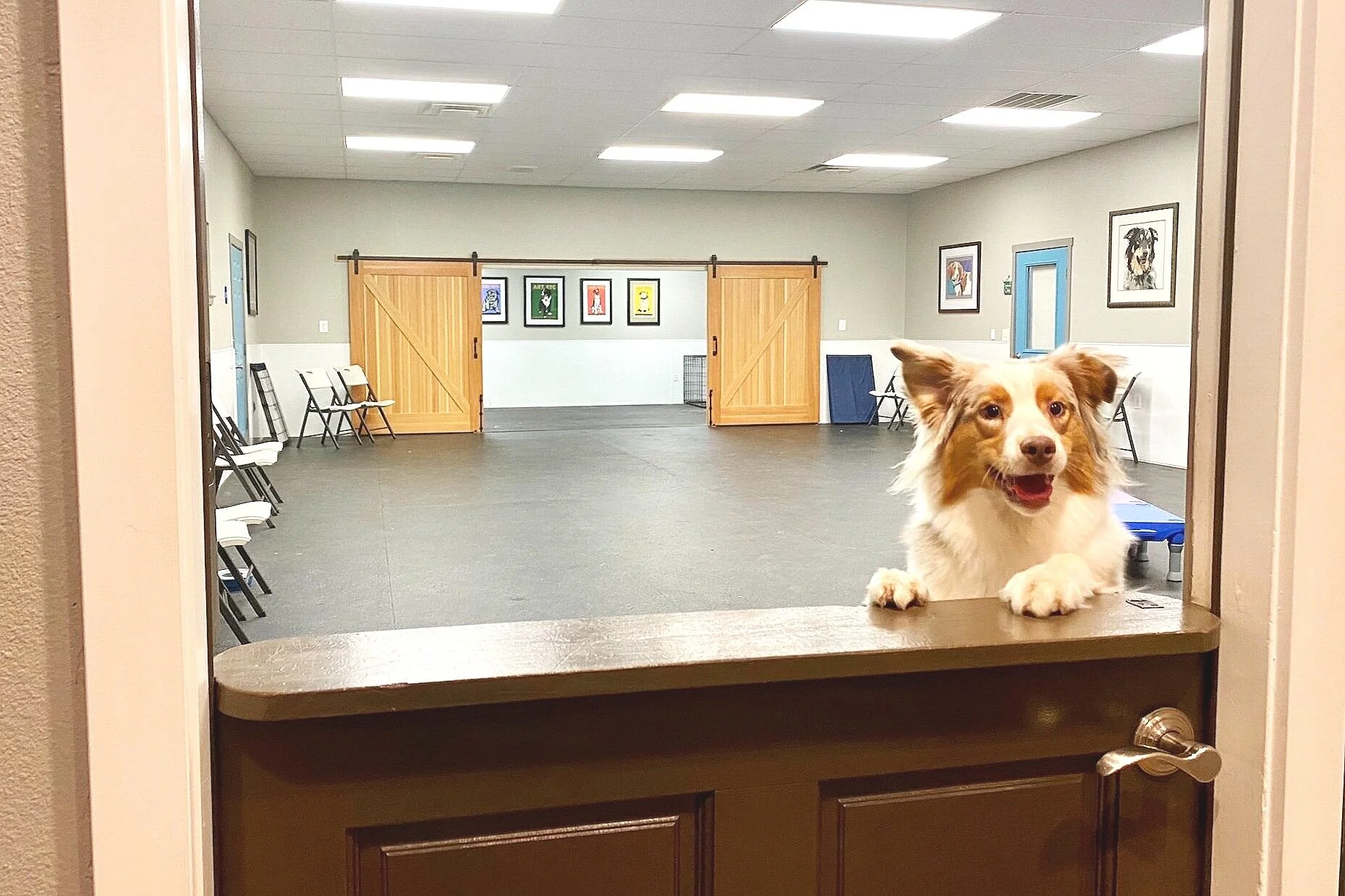 Contact — The Canine Connection, LLC