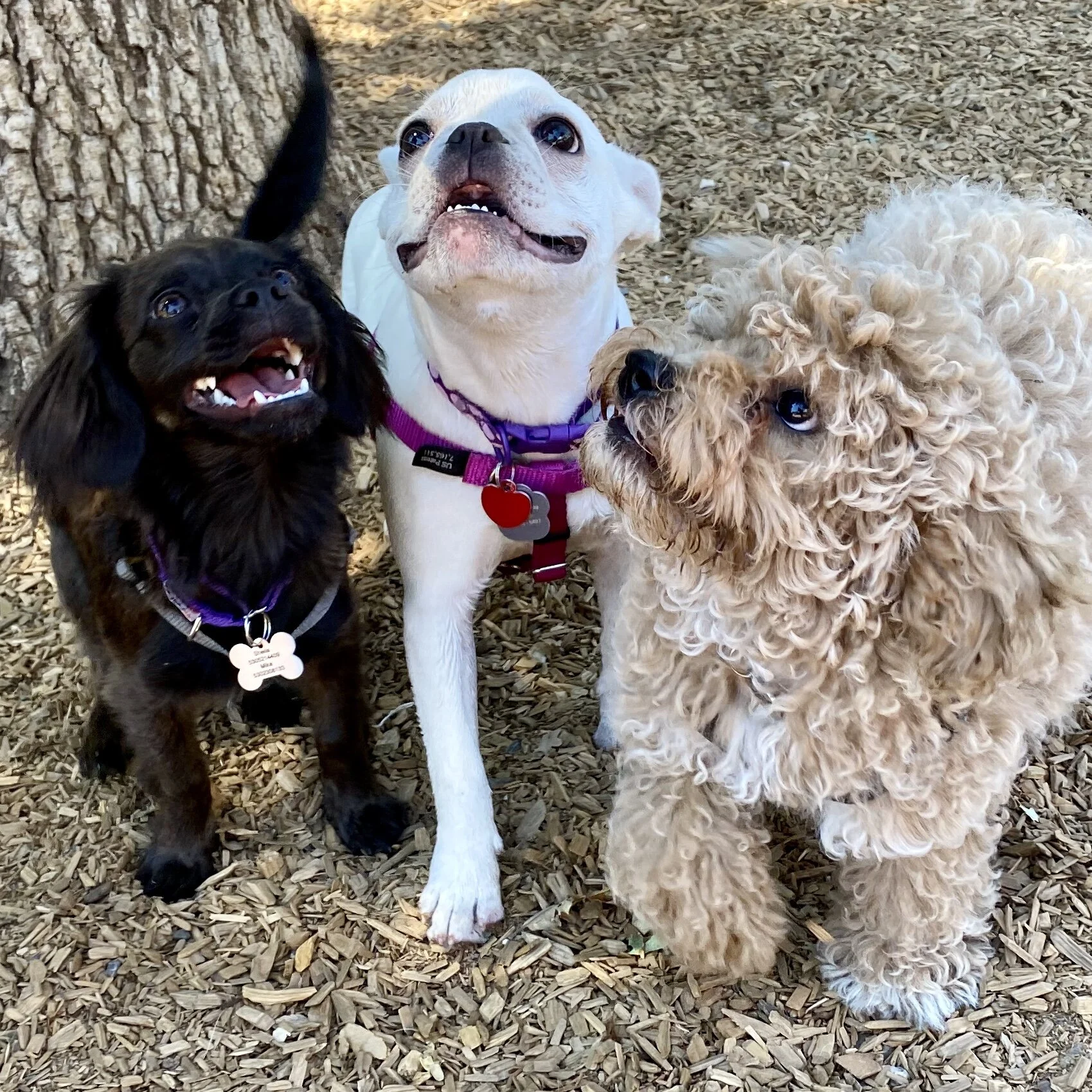 Puppy Training — The Canine Connection, LLC