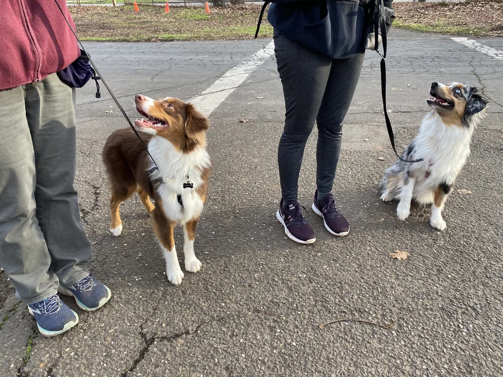 Continuing Ed — The Canine Connection, LLC