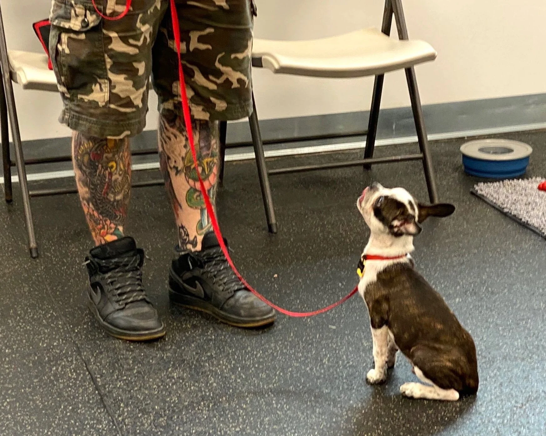 The Canine Connection, LLC