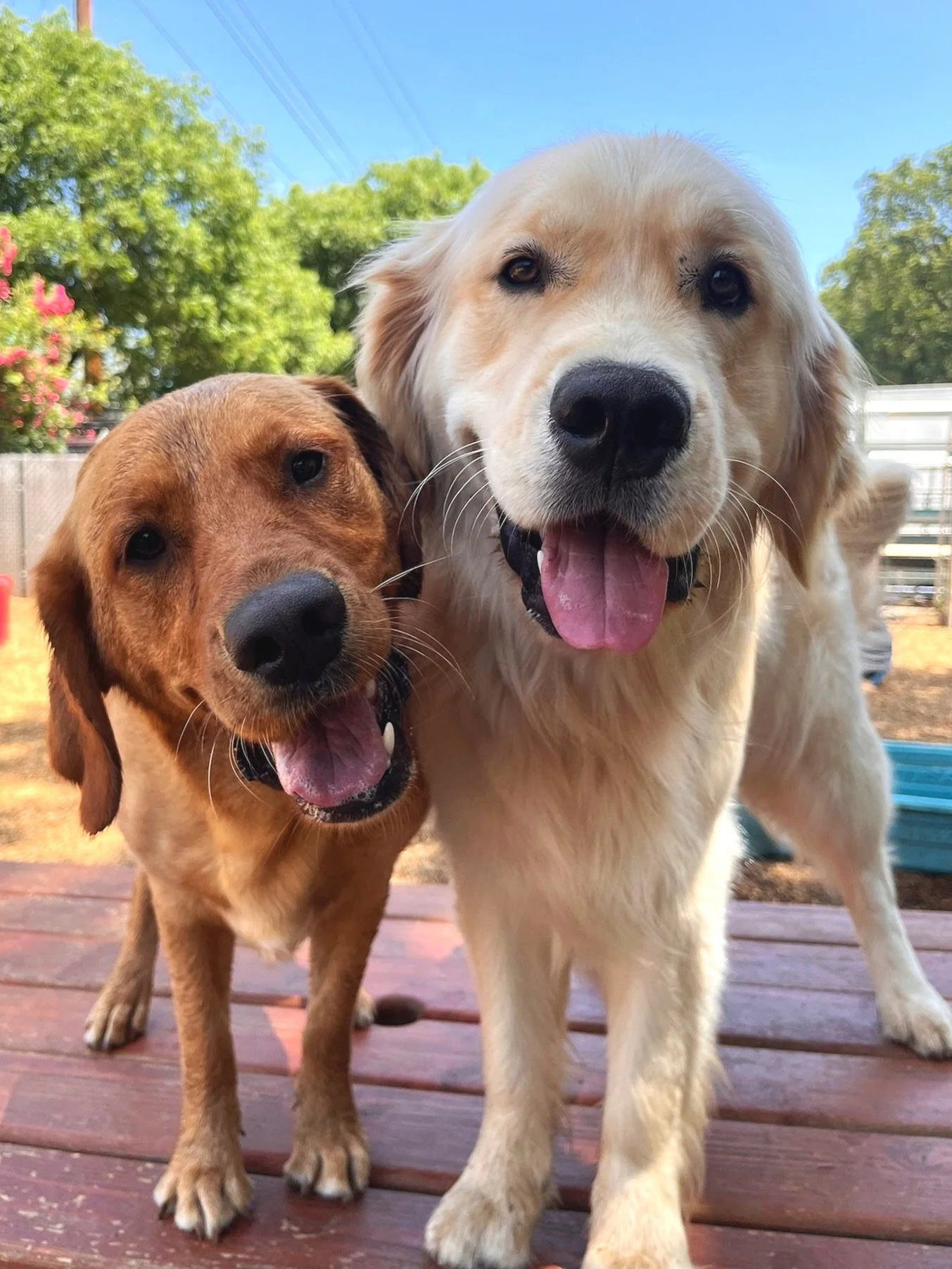 The Canine Connection, LLC