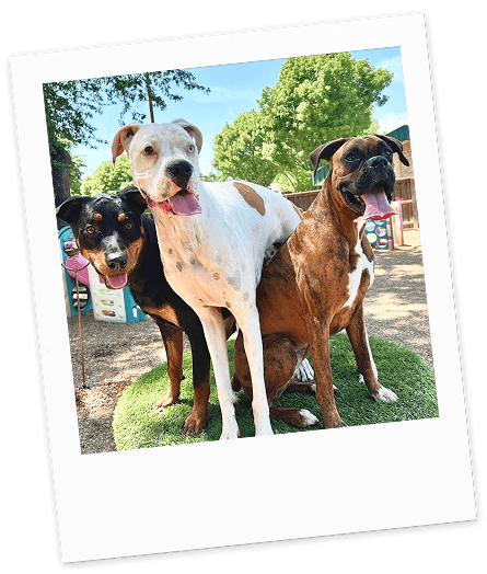 The Canine Connection, LLC