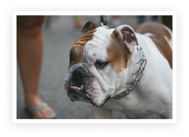 Resources — The Canine Connection, LLC