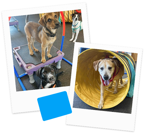 Continuing Ed For Grads — The Canine Connection, LLC