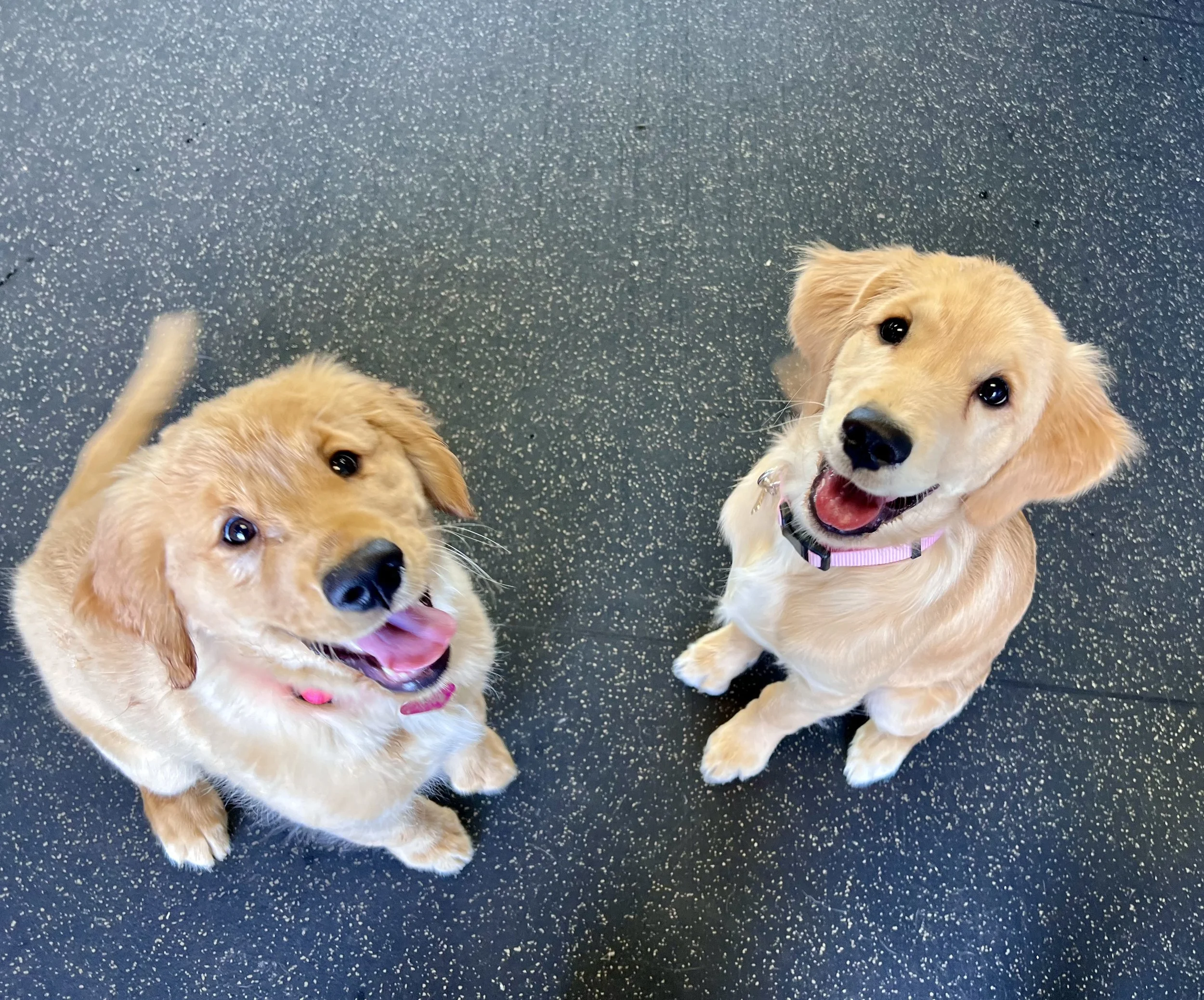 Puppy Training — The Canine Connection, LLC