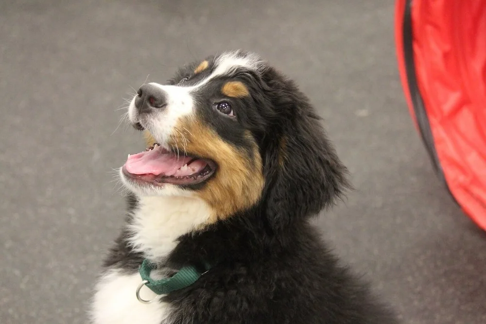 Puppy Training — The Canine Connection, LLC