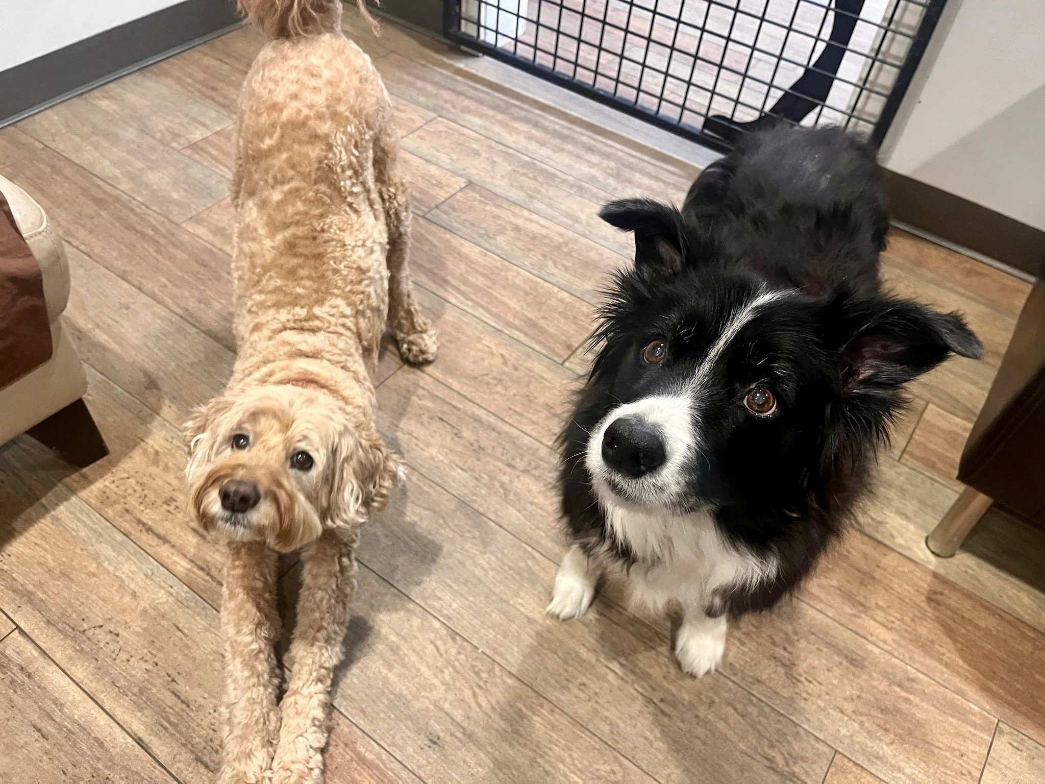 Resources — The Canine Connection, LLC