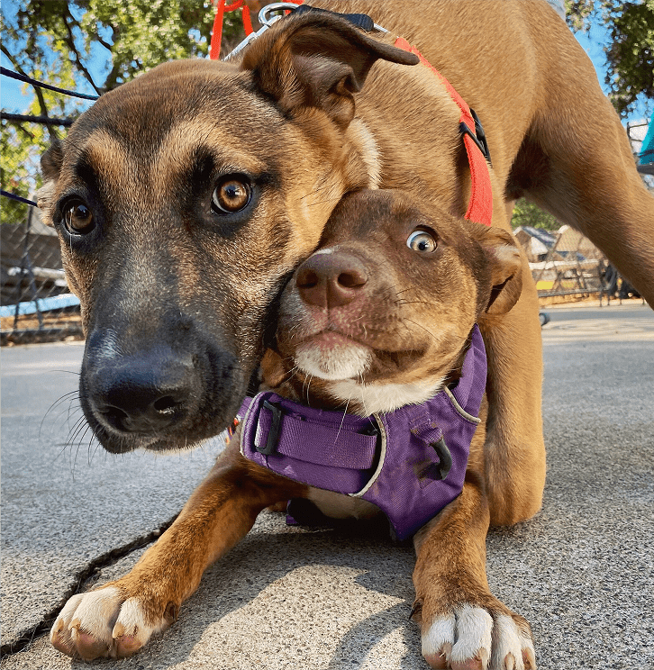 Resort — The Canine Connection, LLC