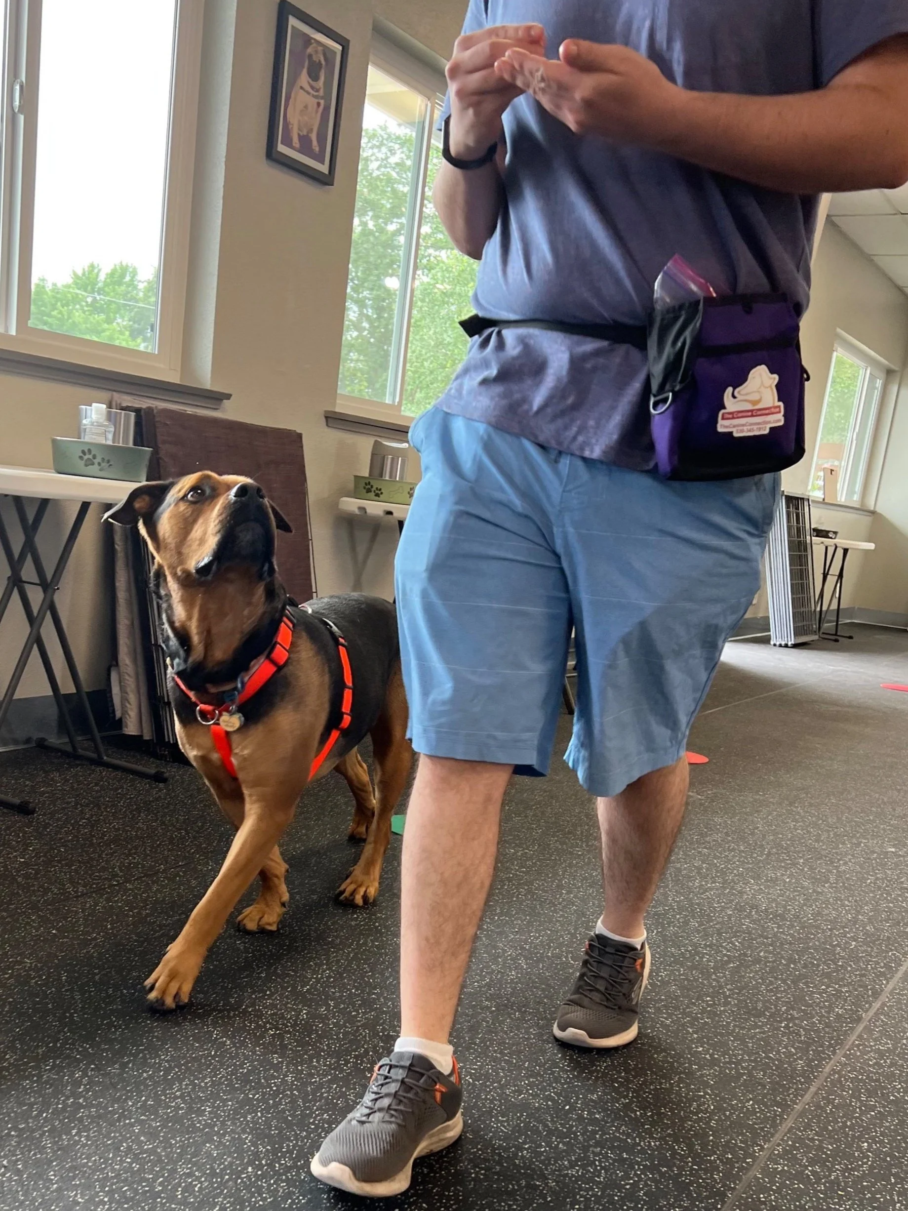 The Canine Connection, LLC