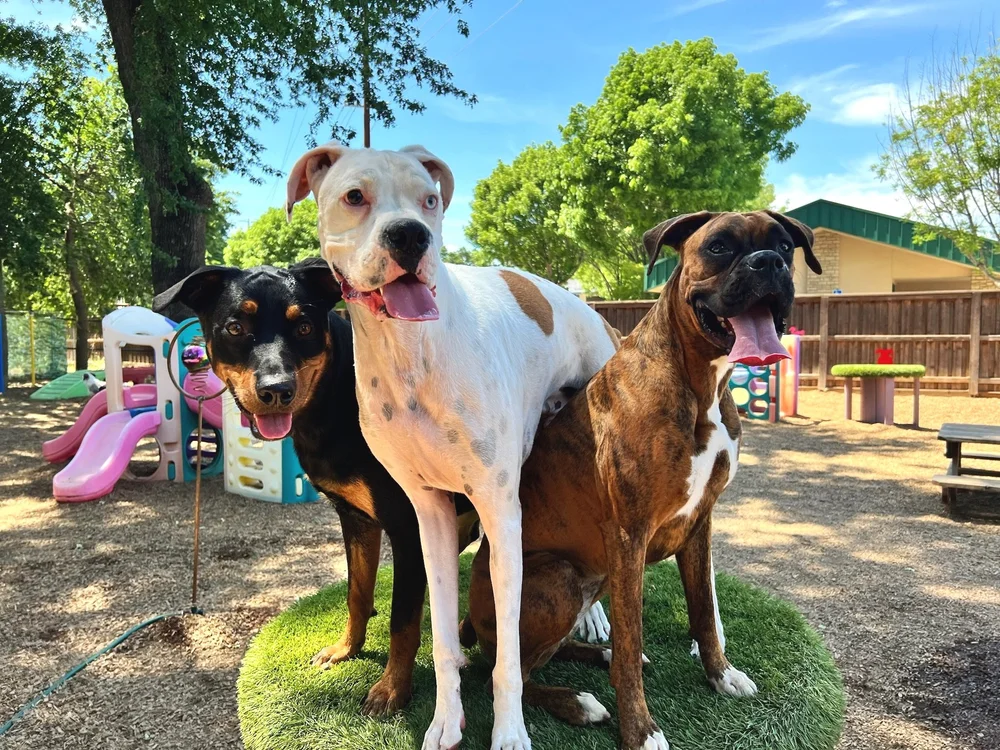 The Canine Connection, LLC