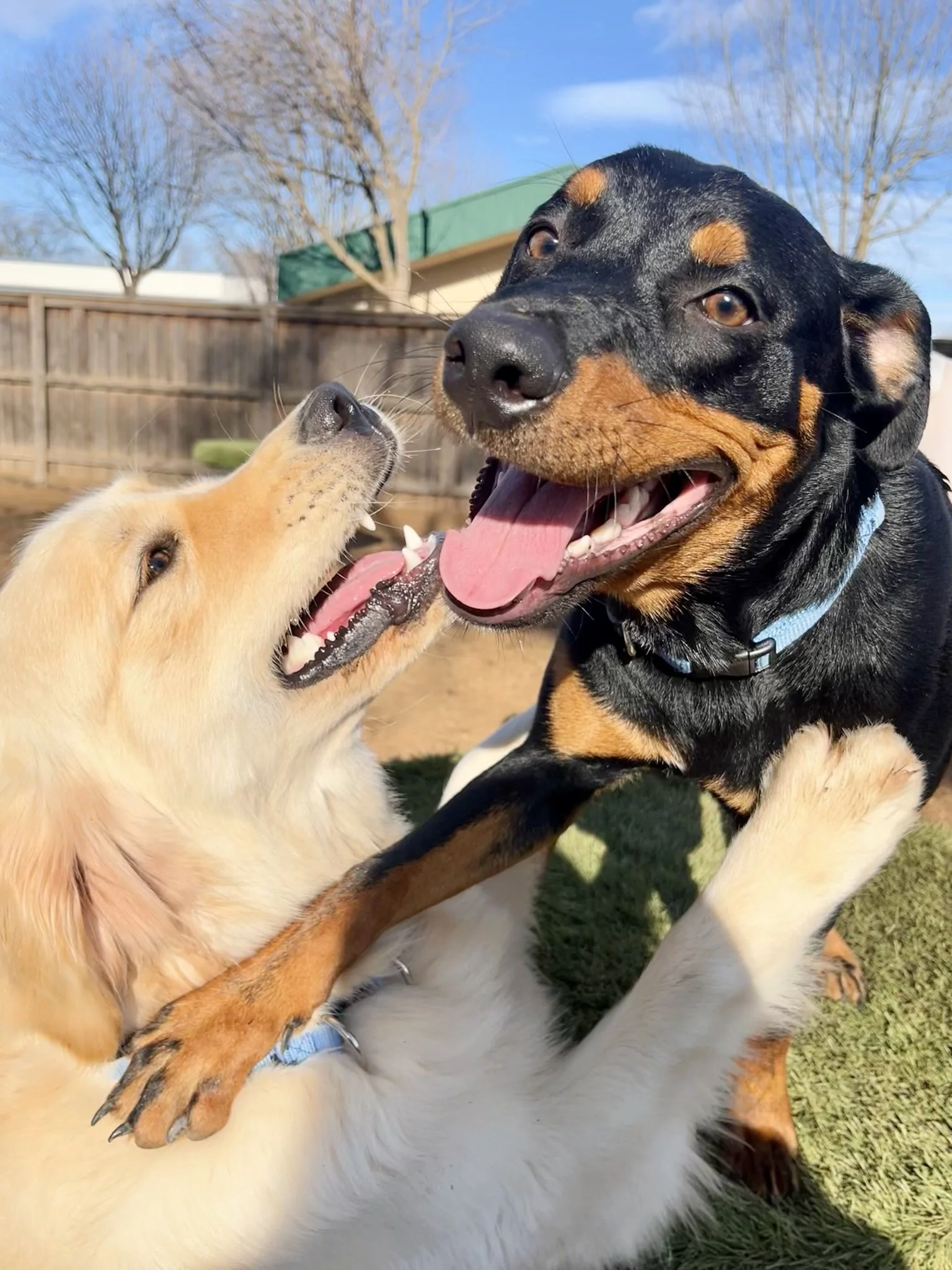 Resources — The Canine Connection, LLC