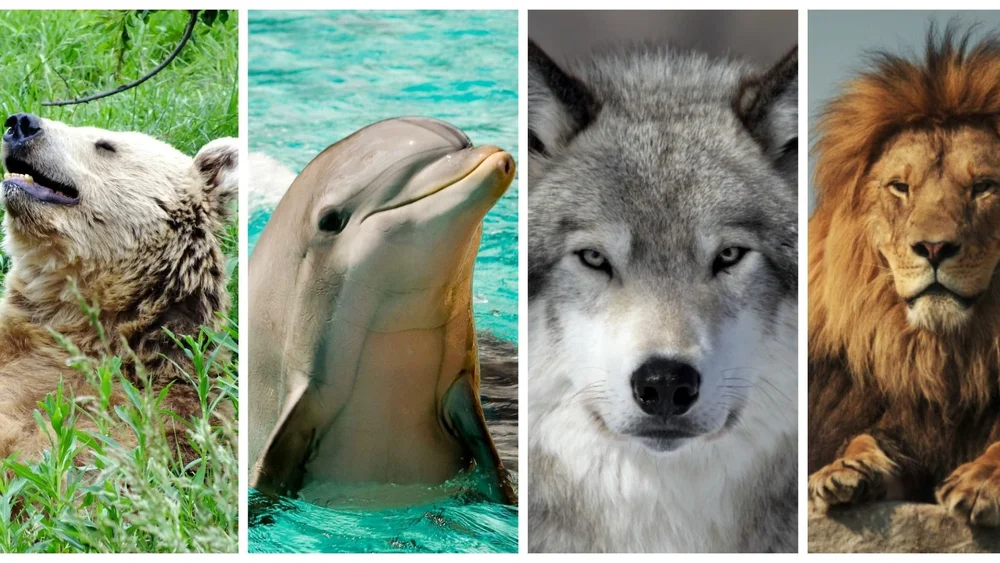 Sleep Chronotypes: Compatibility Among the Lion, Bear, Dolphin, and ...