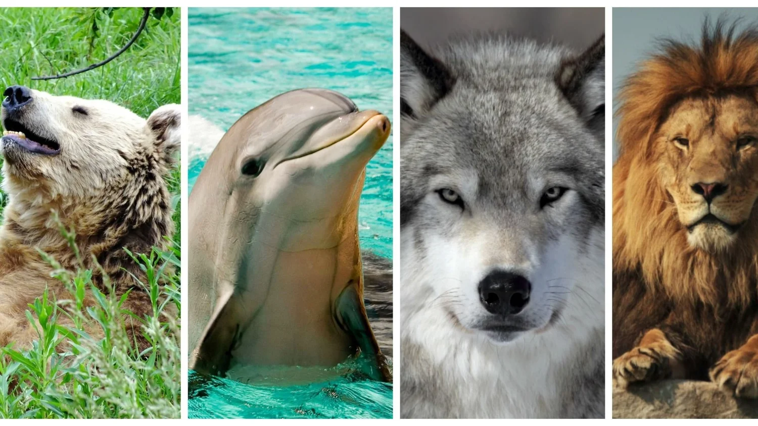 Sleep Chronotypes: Compatibility Among the Lion, Bear, Dolphin, and ...