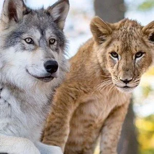 Sleep Chronotypes: Compatibility Among the Lion, Bear, Dolphin, and ...