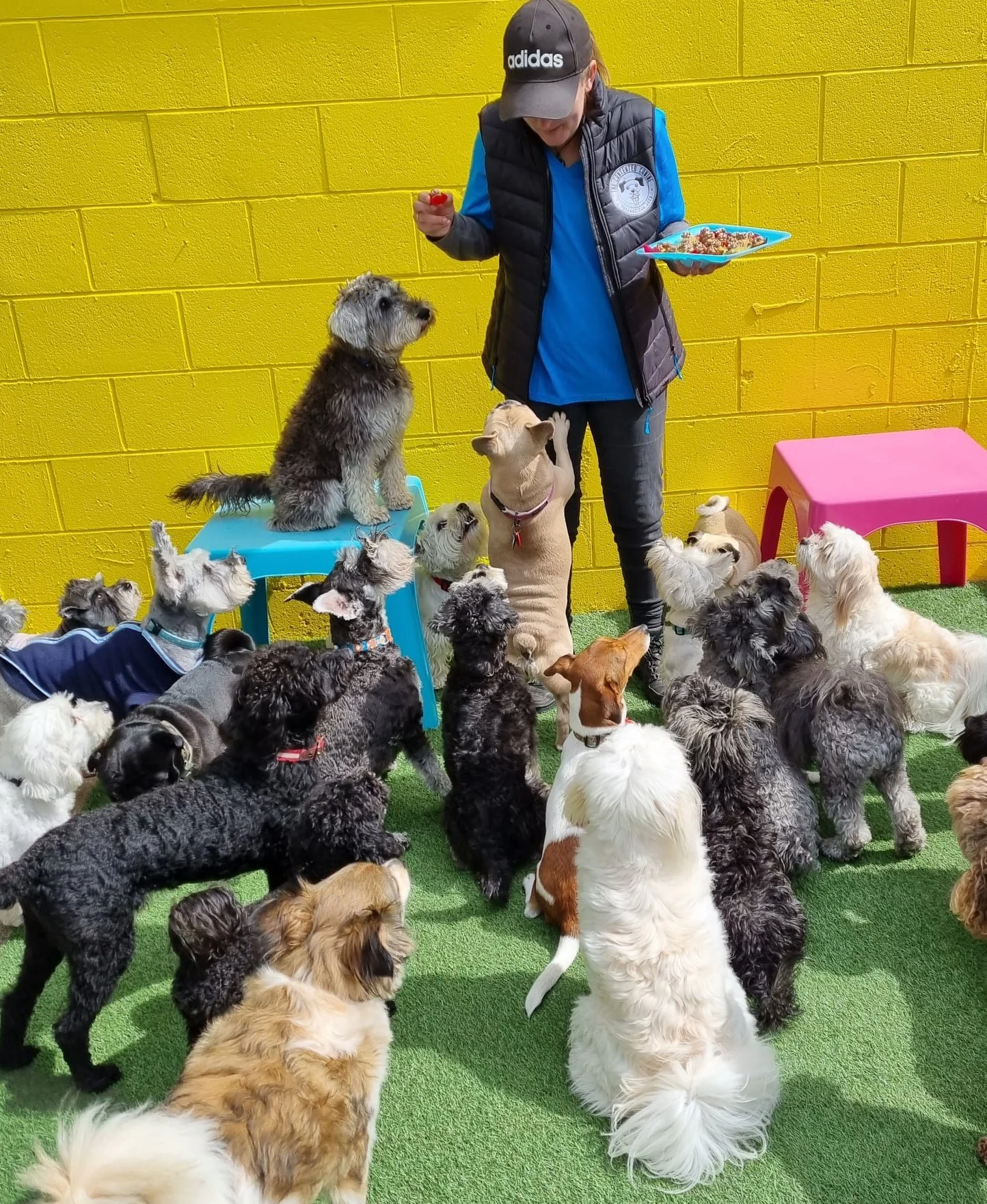 The Contented Canine