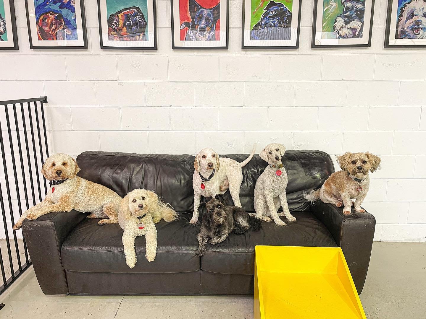 The Contented Canine