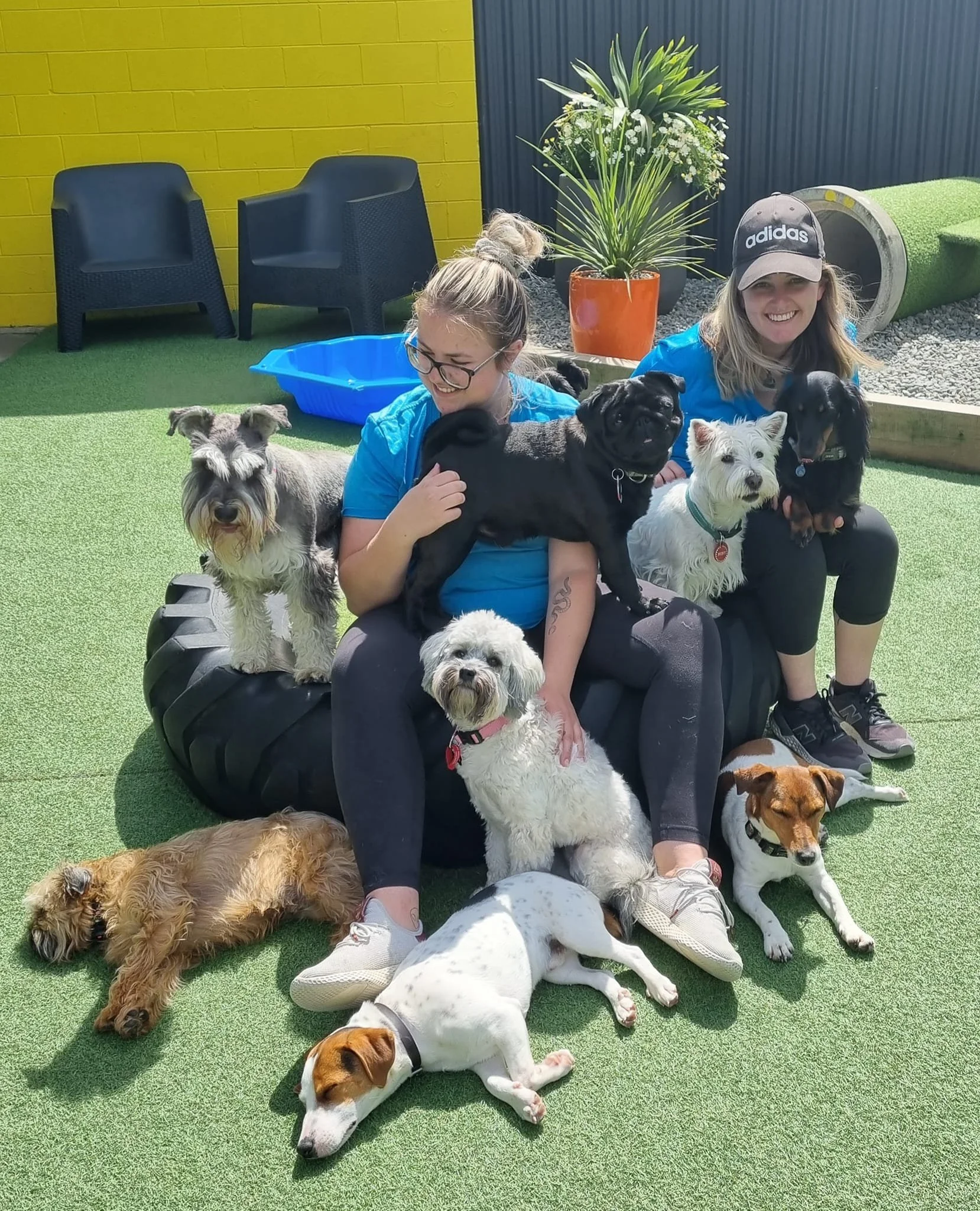 The Contented Canine