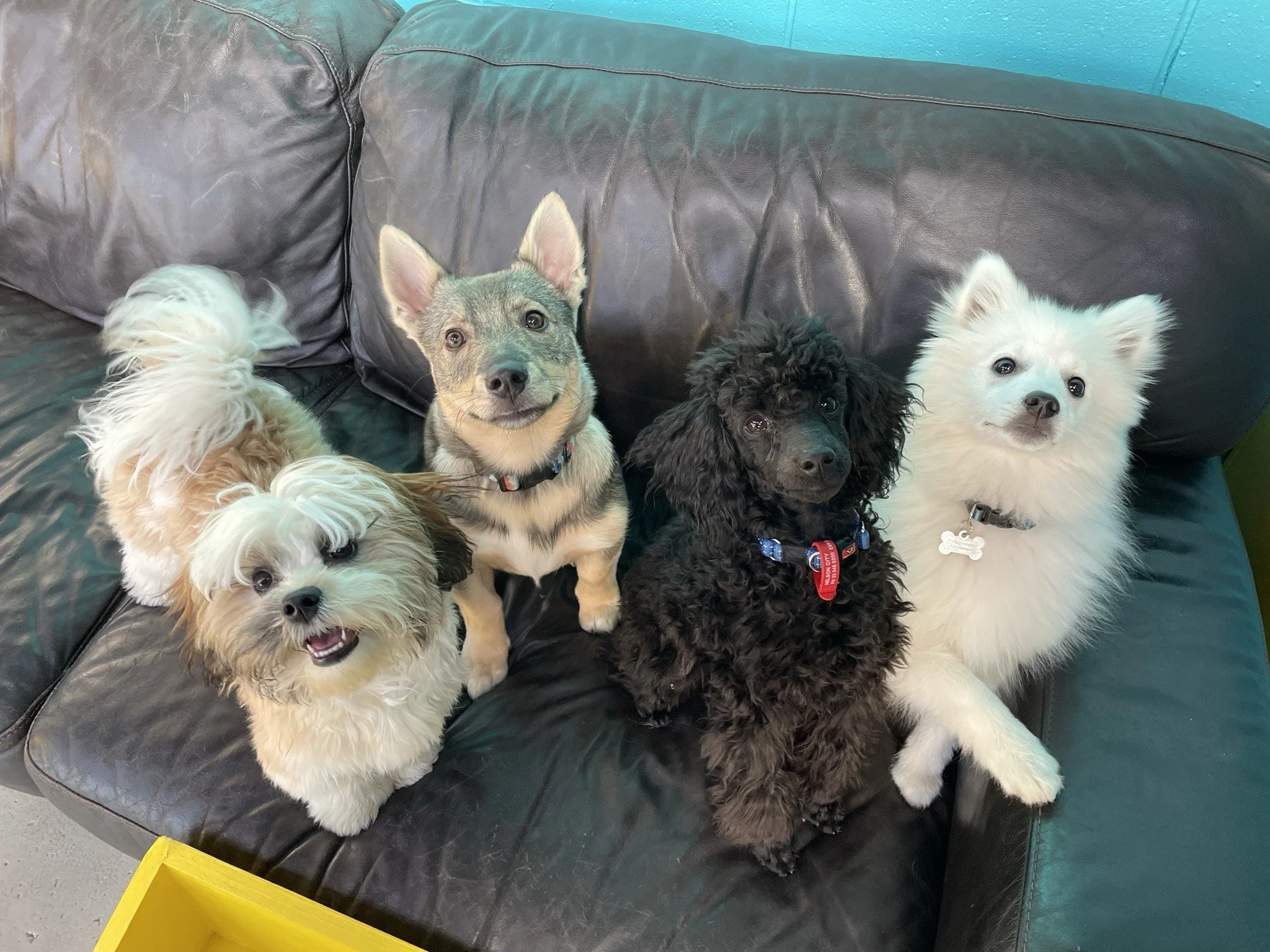 The Contented Canine