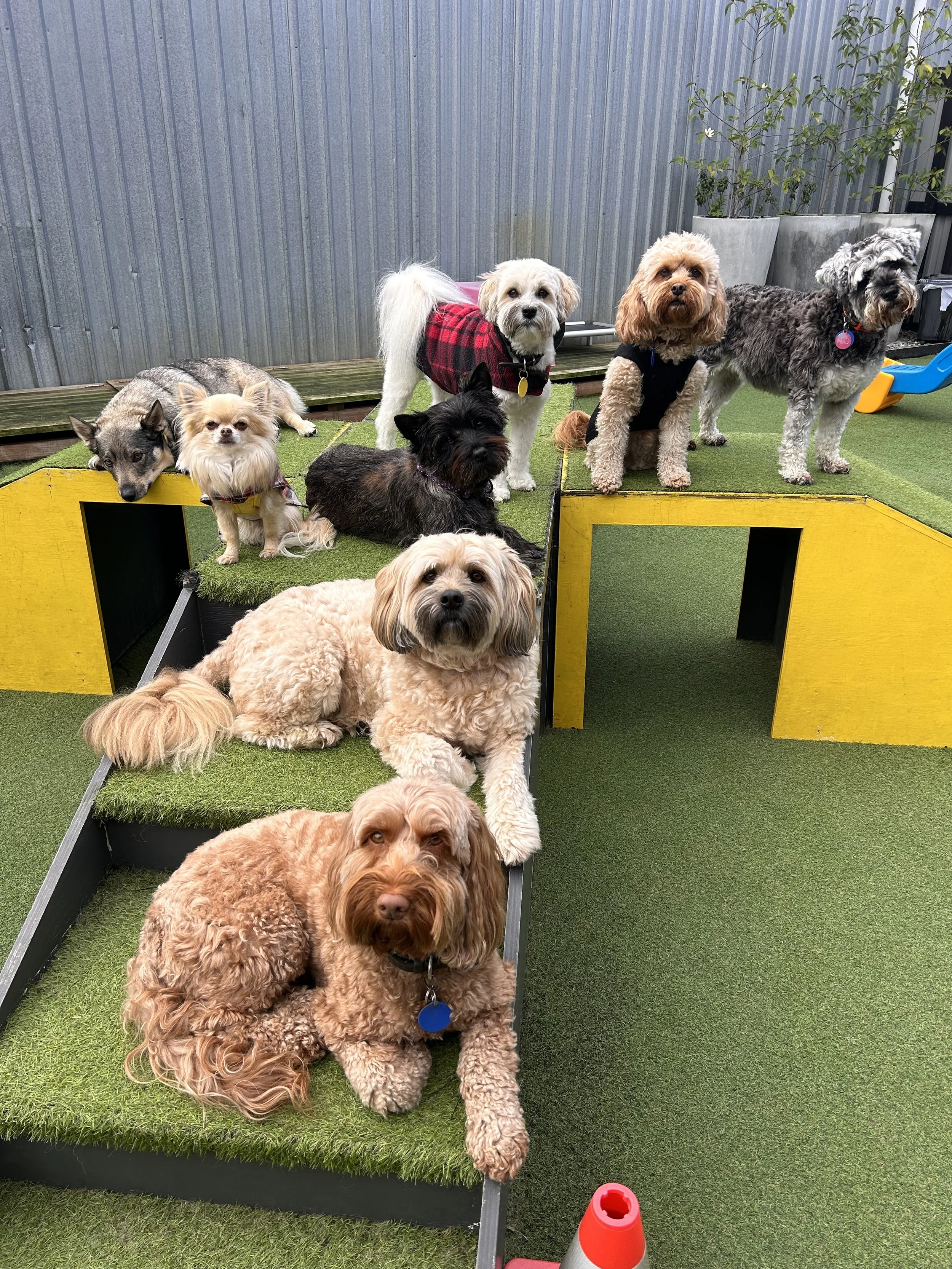 The Contented Canine