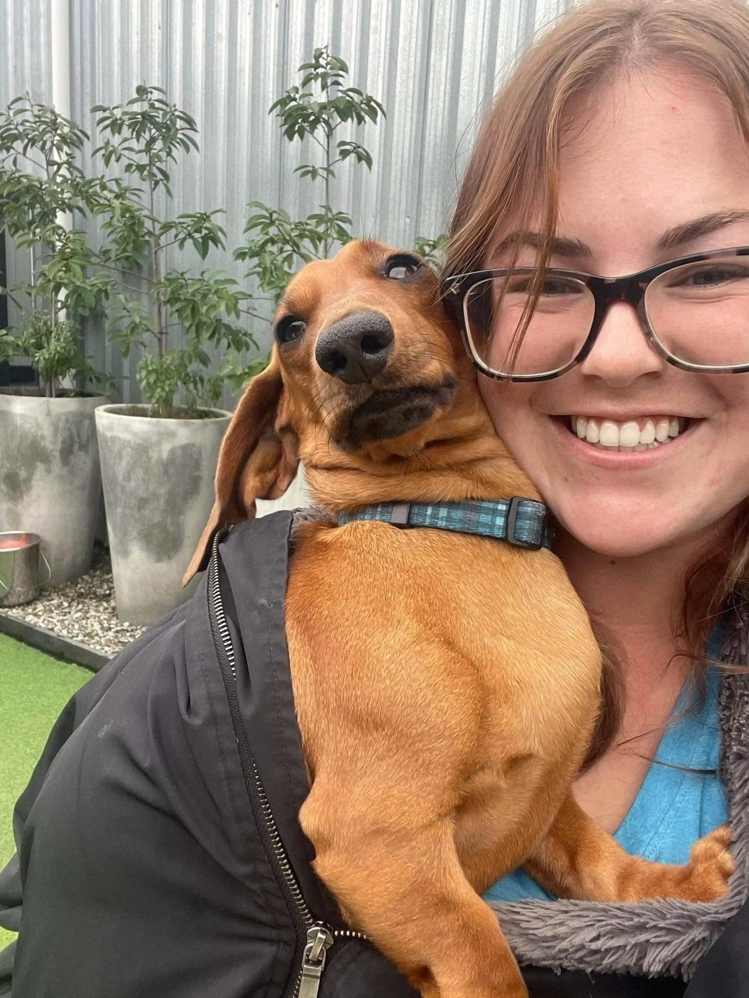 The Contented Canine