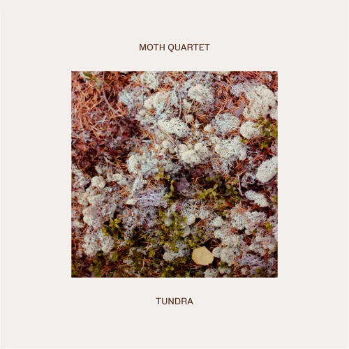 The Moth Quartet’s new album Tundra: elevated landscapes — Five Lines