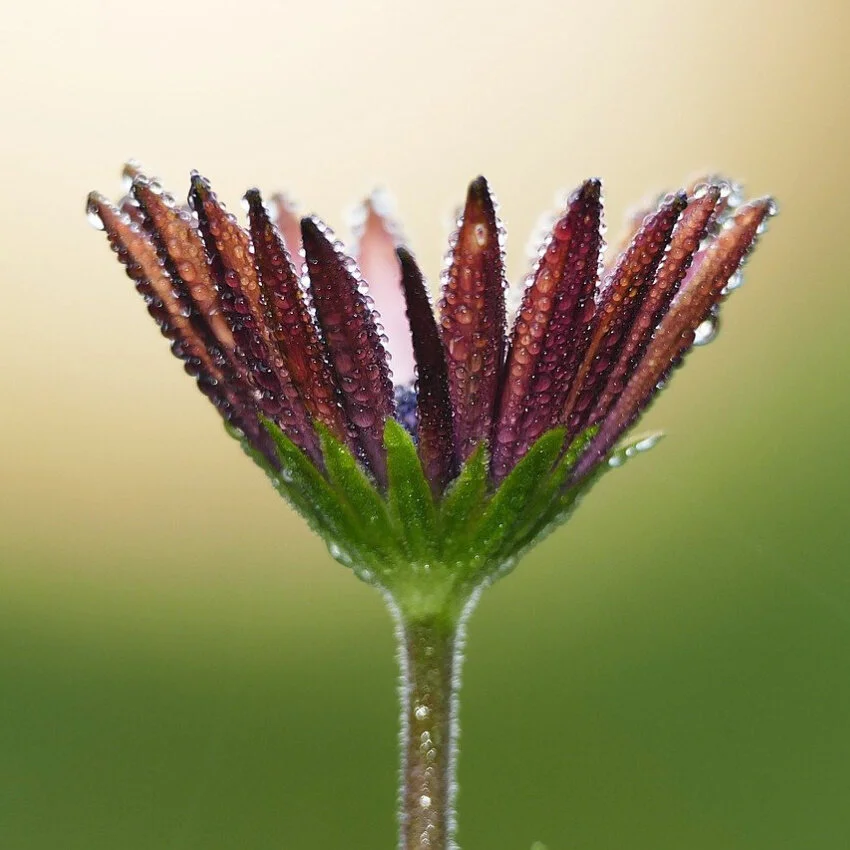 Into the Mythica — Sacred Planet | Guiding You At Every Stage of Your ...