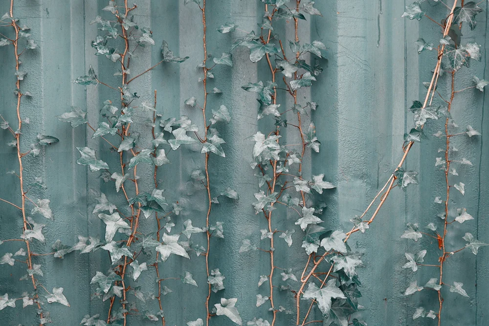 MINISTRIES — Calvin Community Church