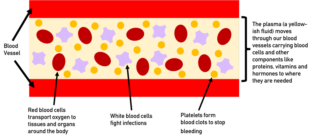 Components of blood — GIVE BLOOD 4 GOOD