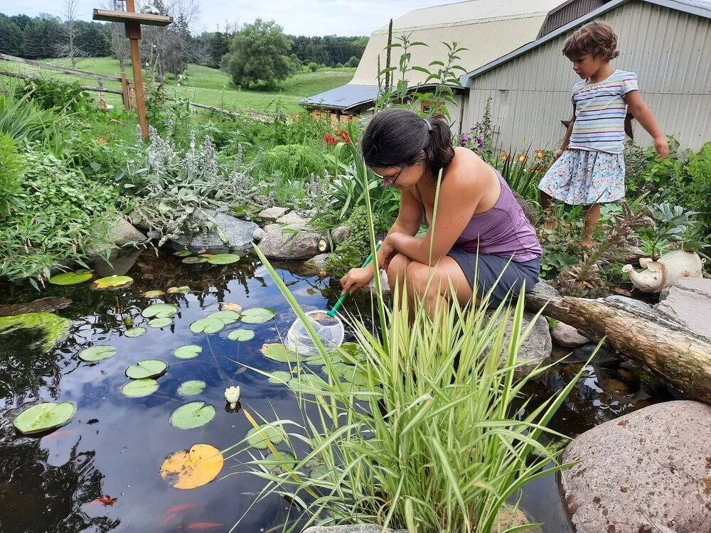 How Much Does an Ecosystem Pond Cost? Pricing & Factors — Pond ...