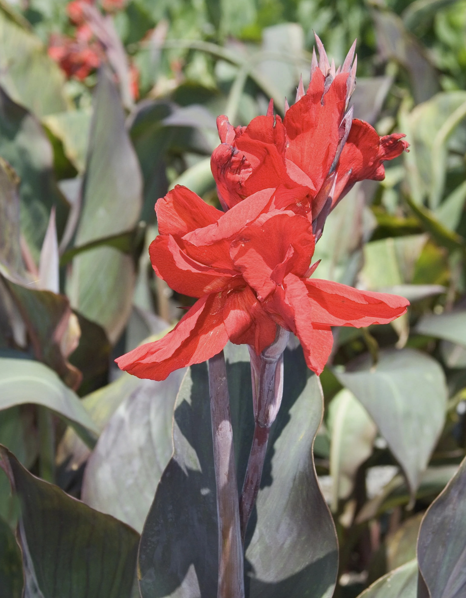 Tropical Shallow Water Plants (Cannas) | Pond Water Garden Plants ...